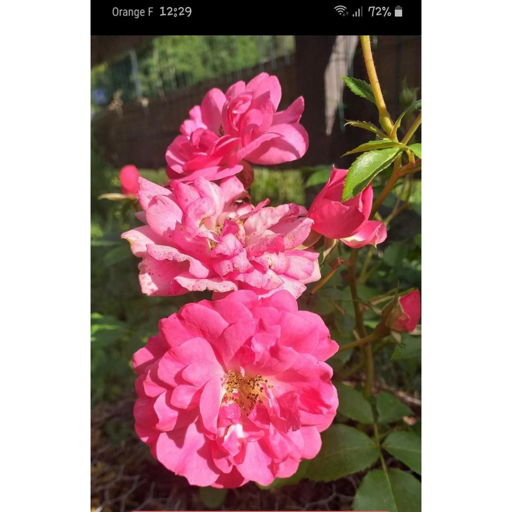 Rosa Rekord Pink Emely Korselary - Buisson à fleurs semi-doubles rose ...