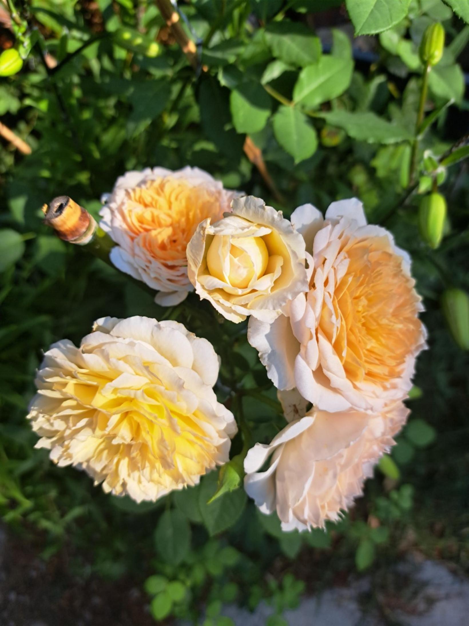 Rosier David Austin Bathsheba - Auschimbley - Nouveauté grimpante, aux ...