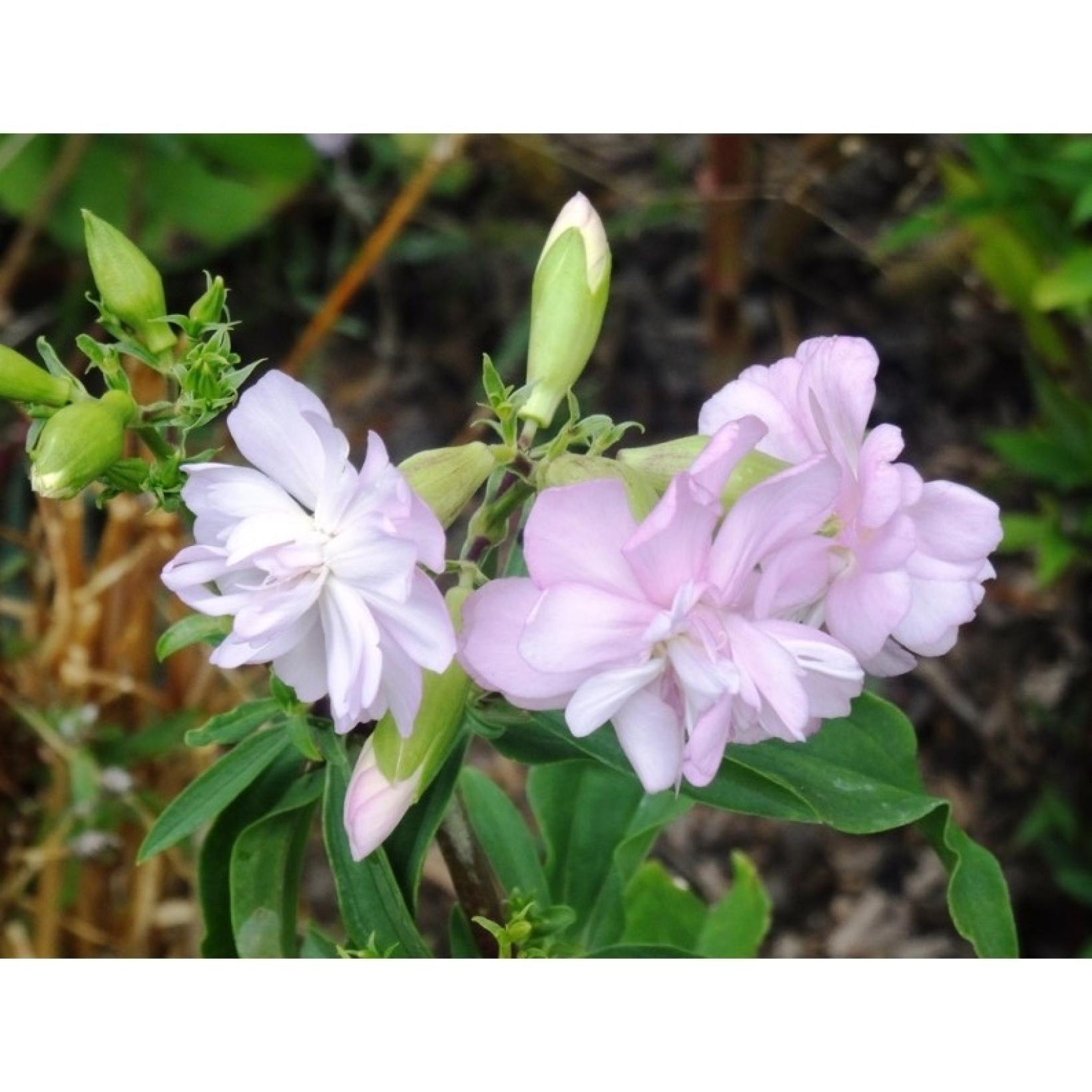 Saponaria Officinalis Rosea Plena Saponaire Une Vivace à Fleurs