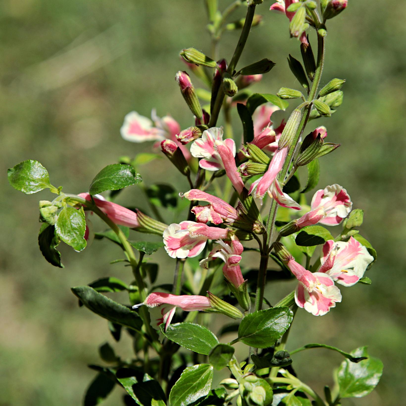 Salvia jamensis Belle de Loire - Sauge arbustive aux fleurs bicolores ...