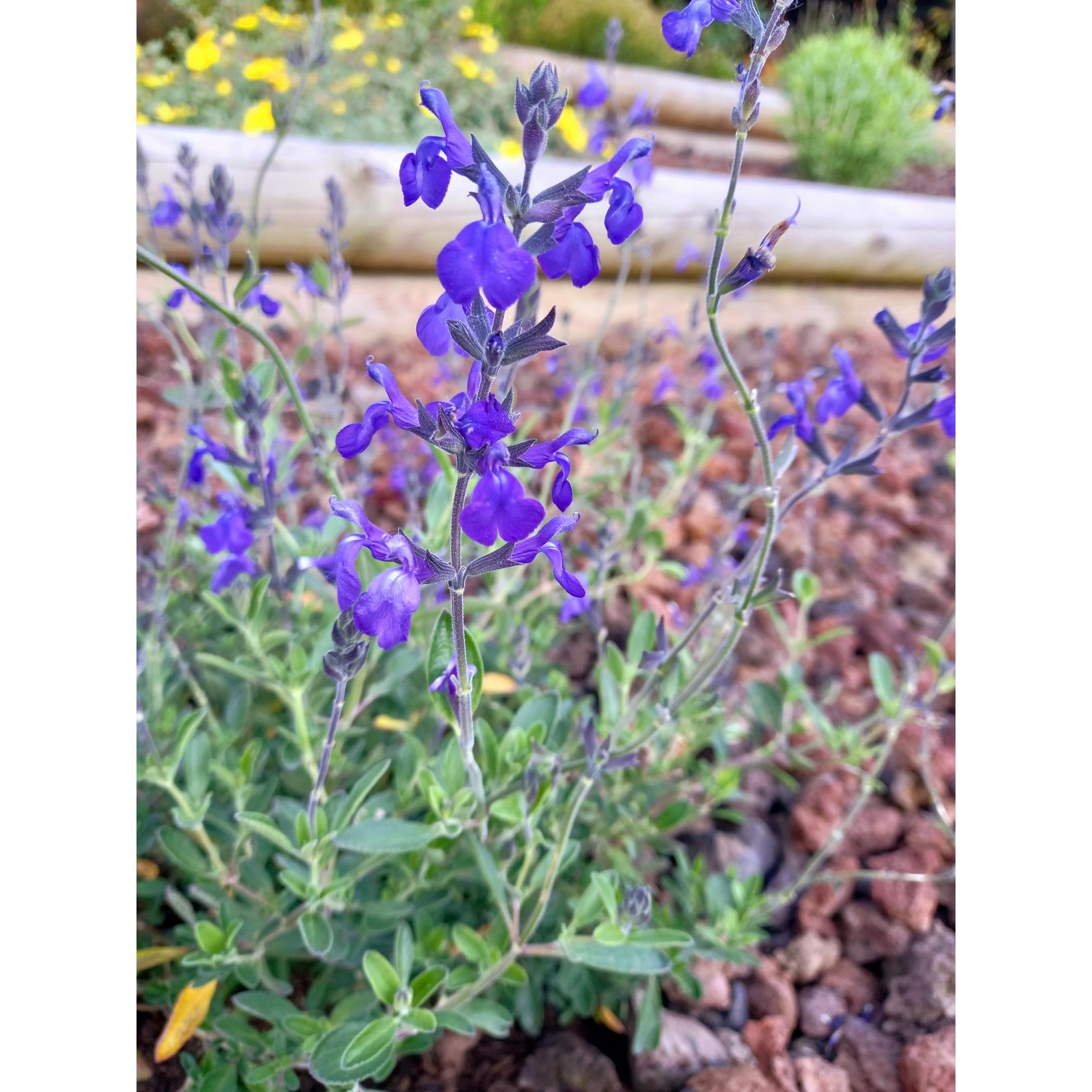 Sauge arbustive Blue Note - Salvia microphylla - Un hybride arbustif, à ...