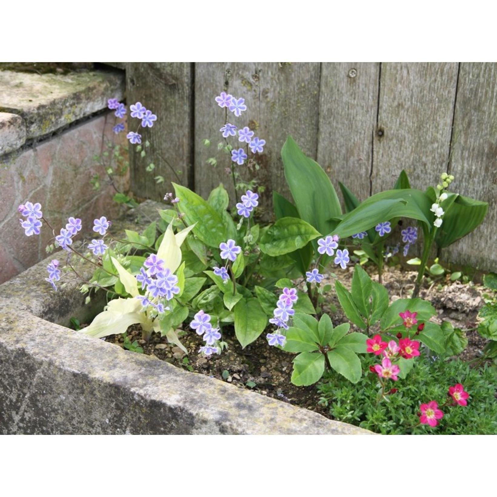 Omphalodes cappadocica Starry Eyes - Nombril de Venus à fleurs bleues ...