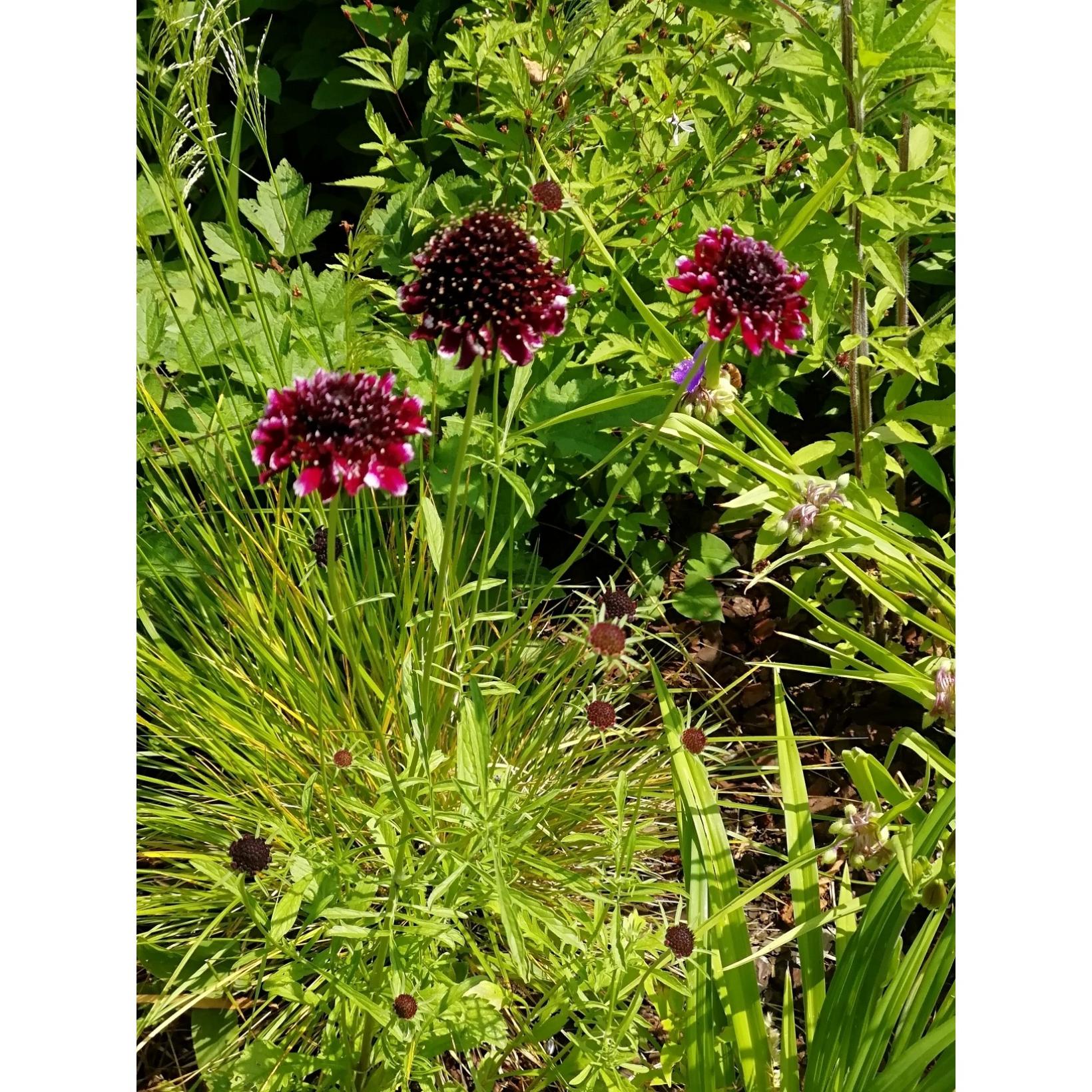Scabieuse - Scabiosa atropurpurea Chile Black - Des fleurs presque noires