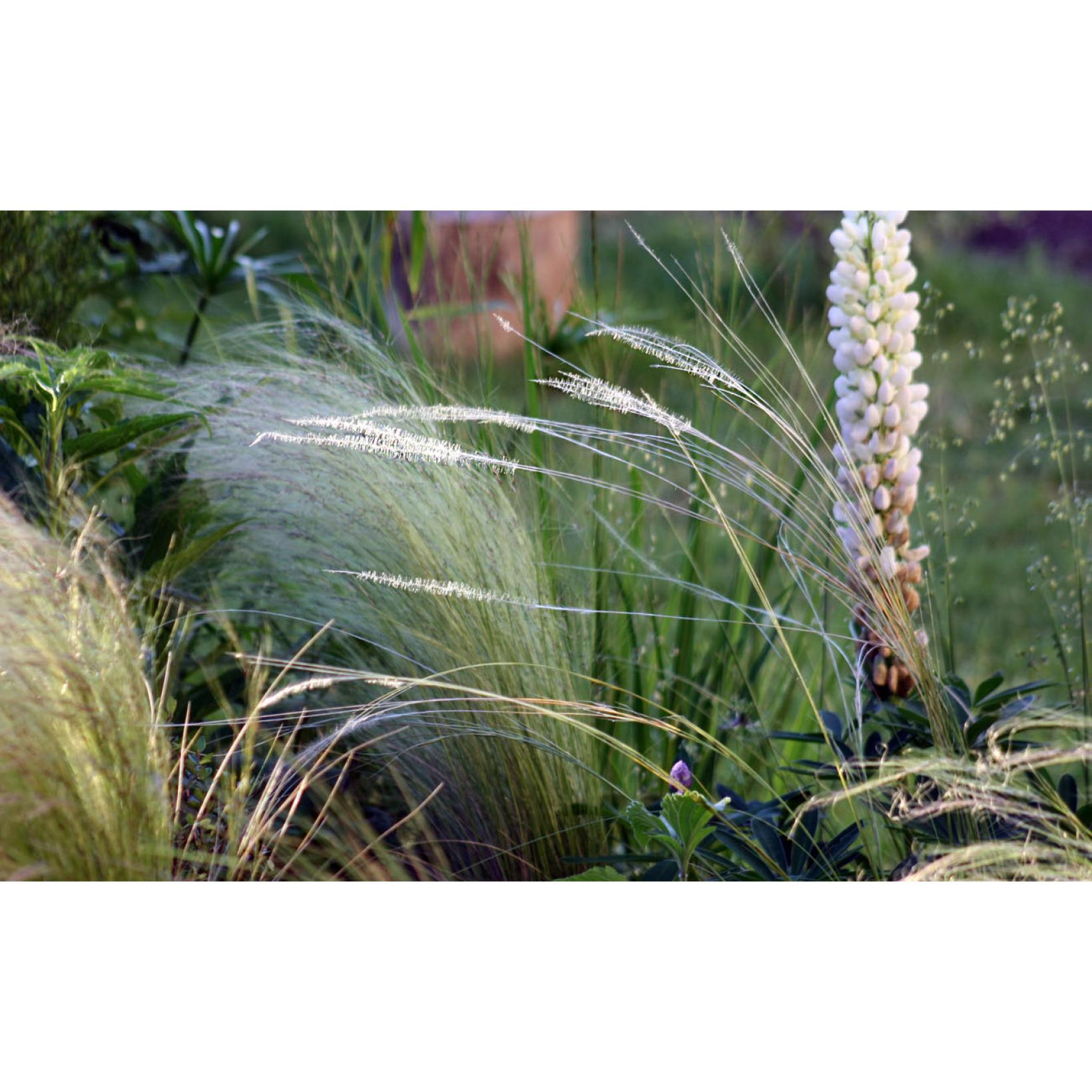 Stipa pulcherrima - Stipe admirable - Une graminée vivace infiniment ...