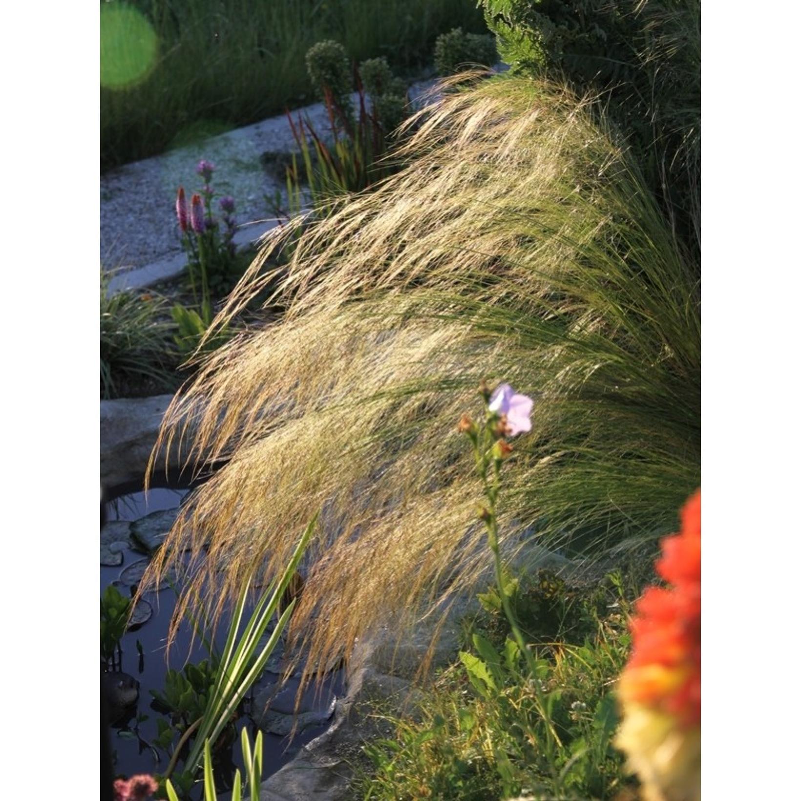 Cheveux d'ange - Stipa tenuifolia - Ponytail - Une graminée persistante ...