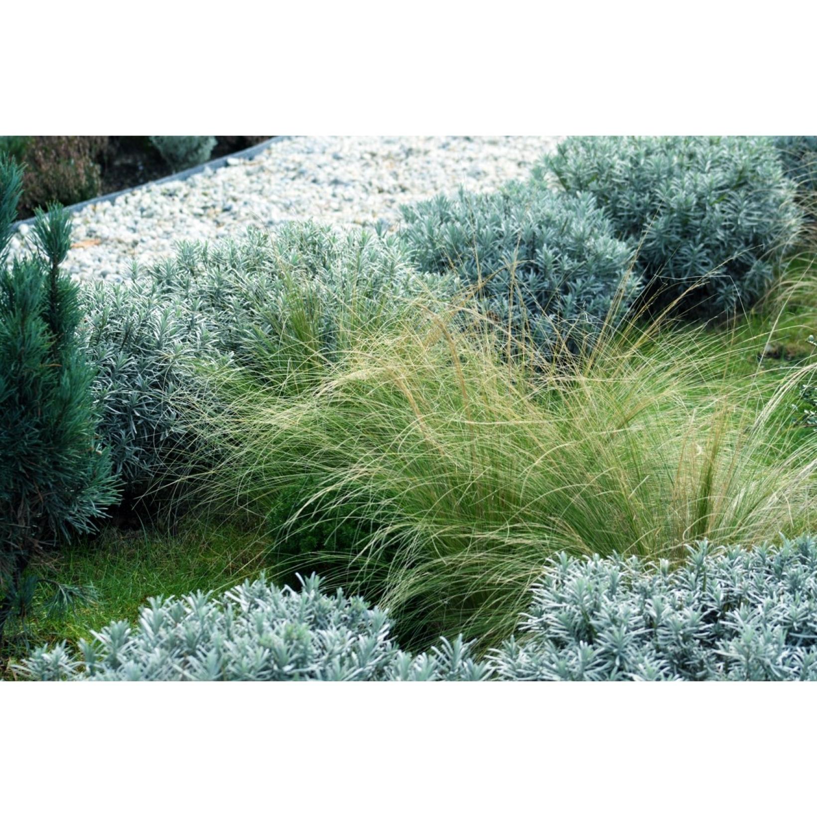 Cheveux d'ange - Stipa tenuifolia - Ponytail - Une graminée persistante ...