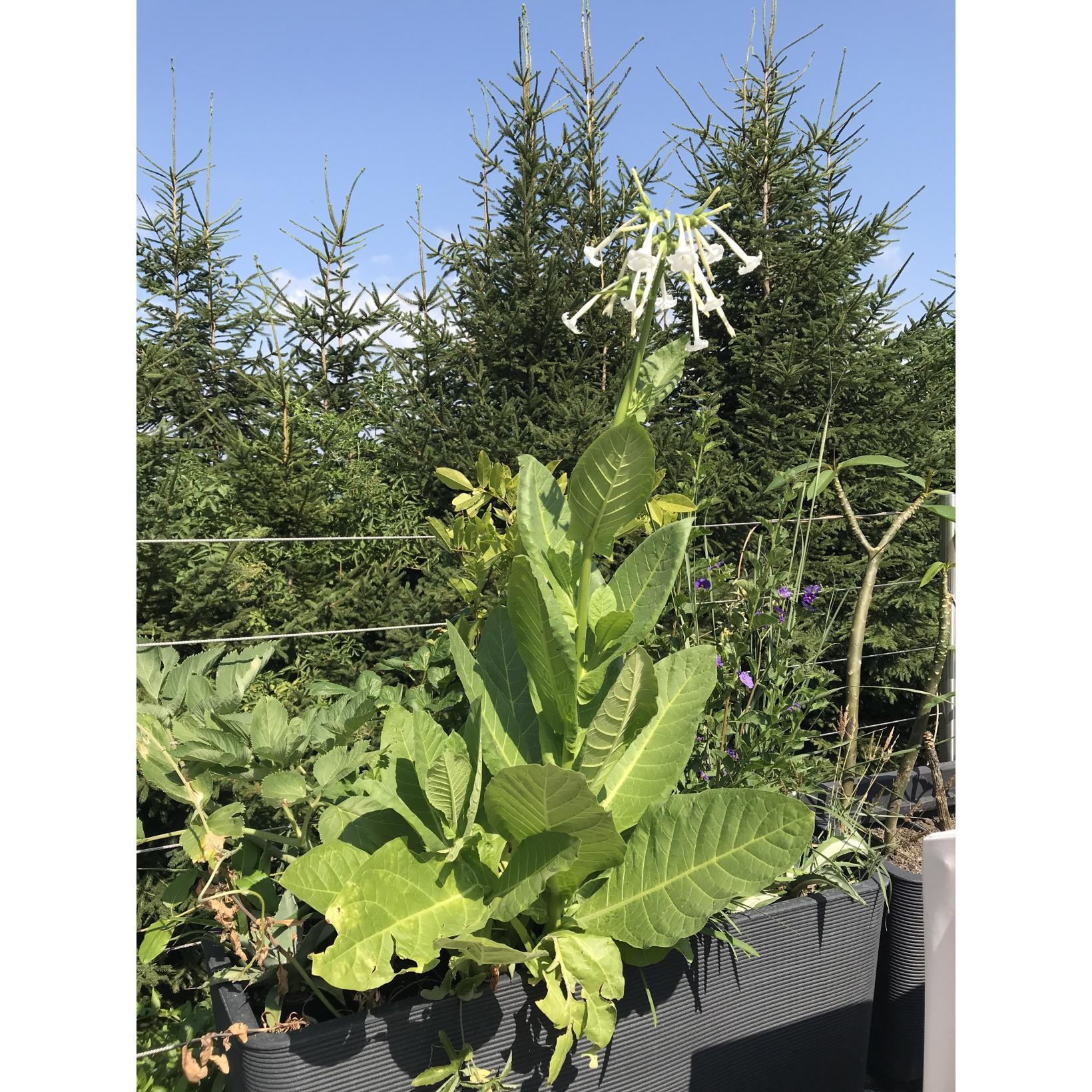 Tabac d'ornement - Nicotiana sylvestris.