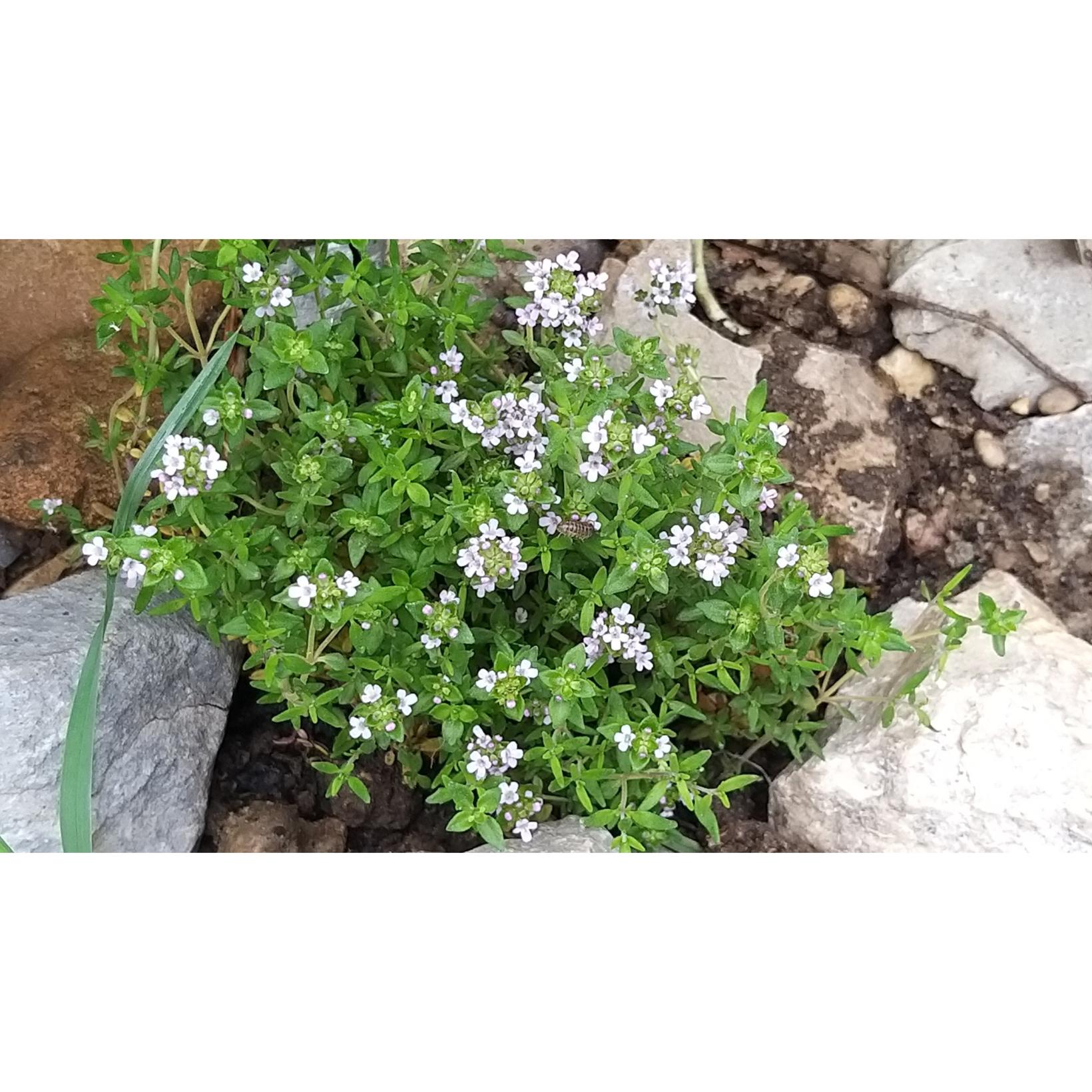 Thym d'hiver, Thymus vulgaris Compactus - Variété rustique - Plant d ...