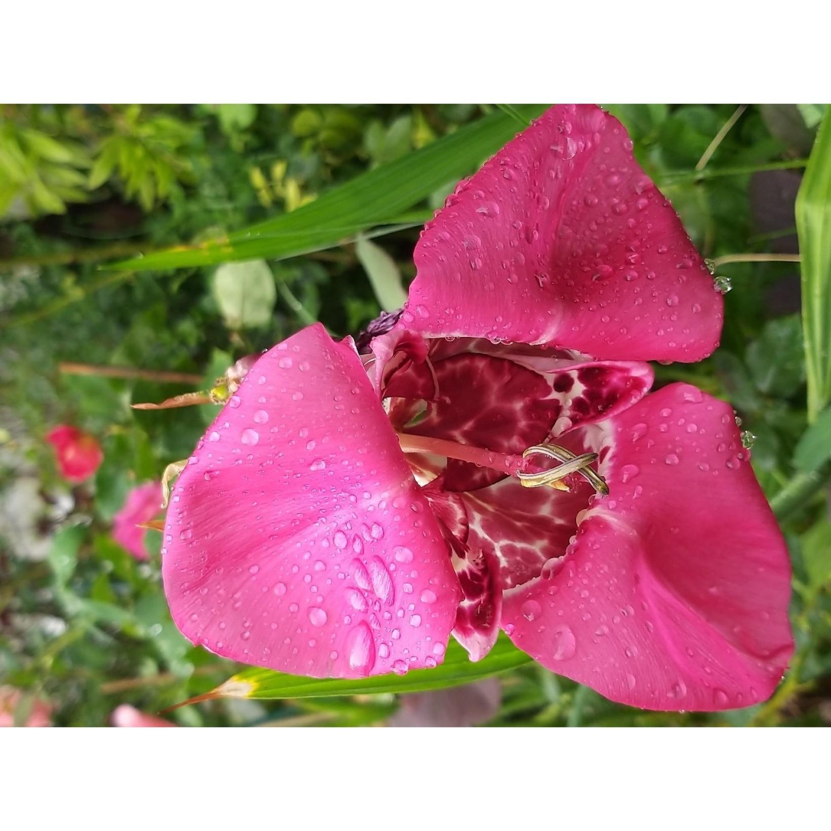 Oeil de Paon - Tigridia pavonia en mélange de coloris - Plantes ...