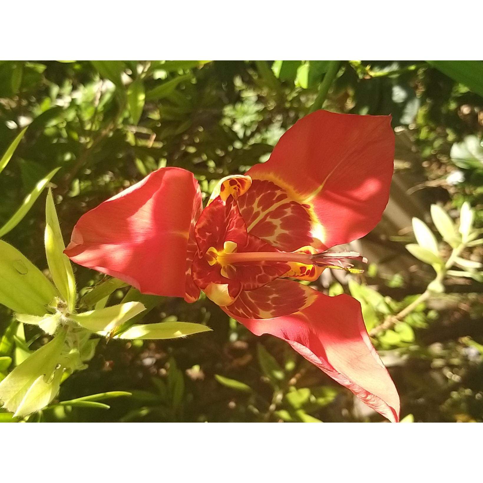 Oeil de Paon - Tigridia pavonia Speciosa - Lis du Tigre - Grandes ...