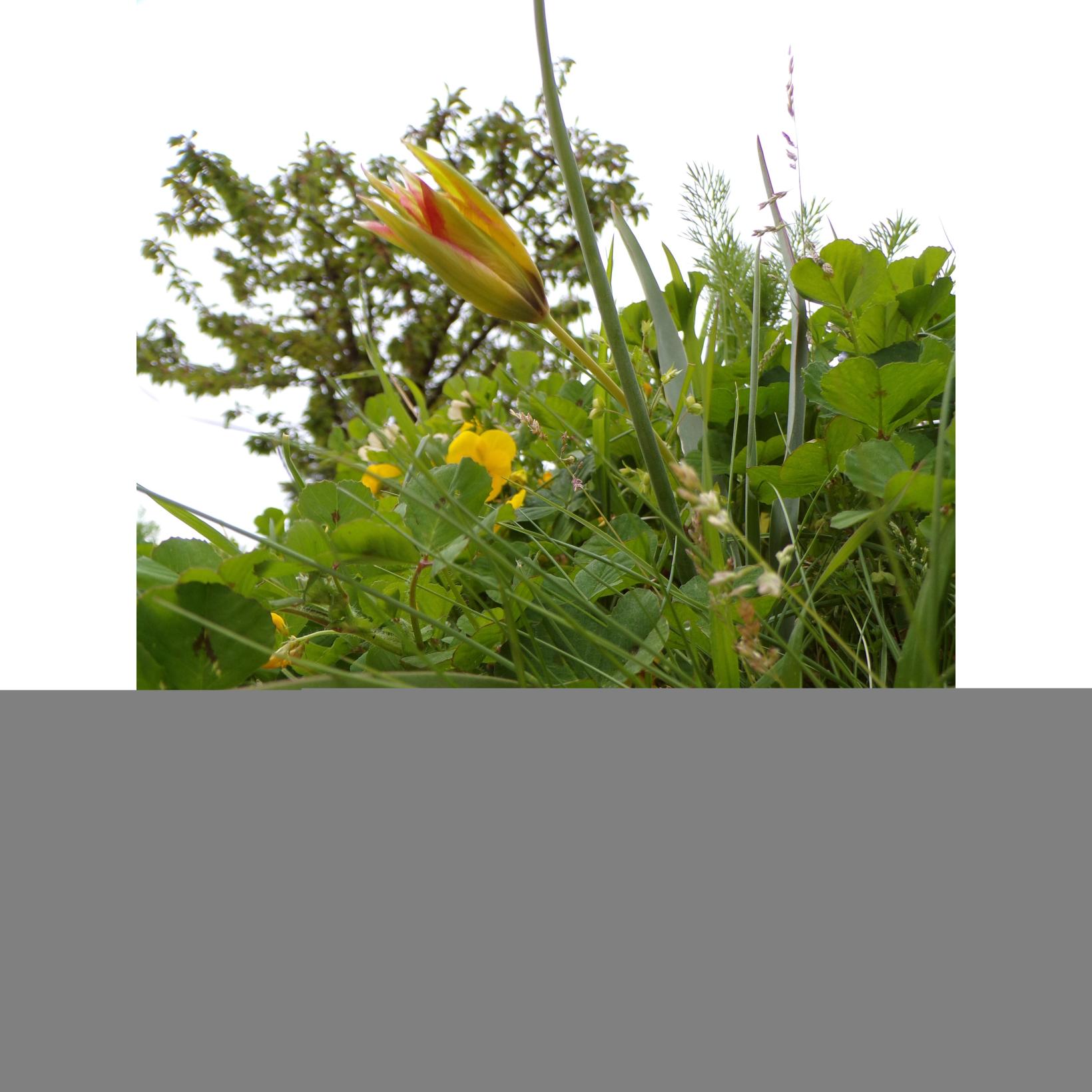 Tulipa orphanidea Flava - Bulbe - Tulipe botanique à fleurs jaunes et ...