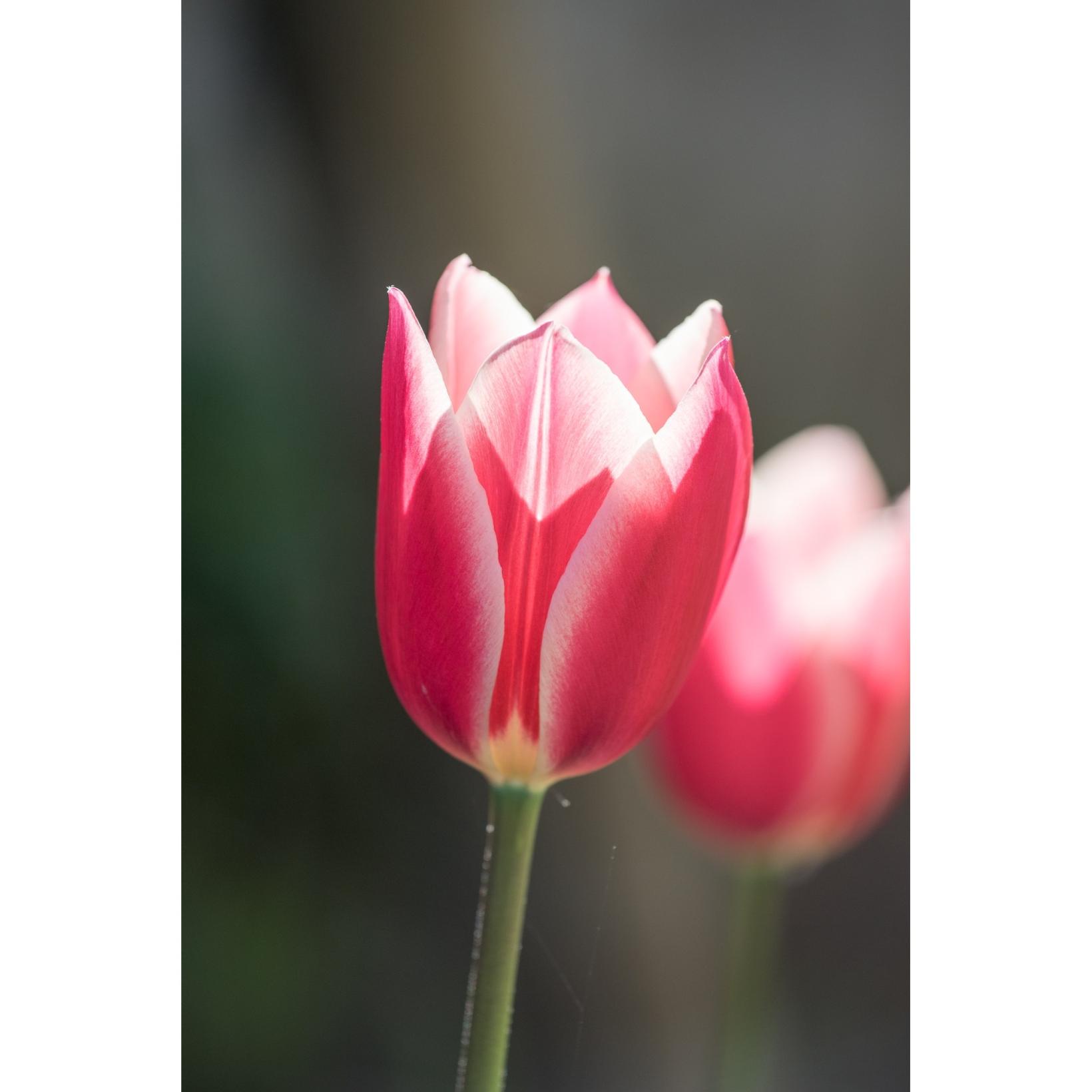 Tulipe Darwin Candy Apple Delight - Bulbe - Des fleurs rose vif marginé ...