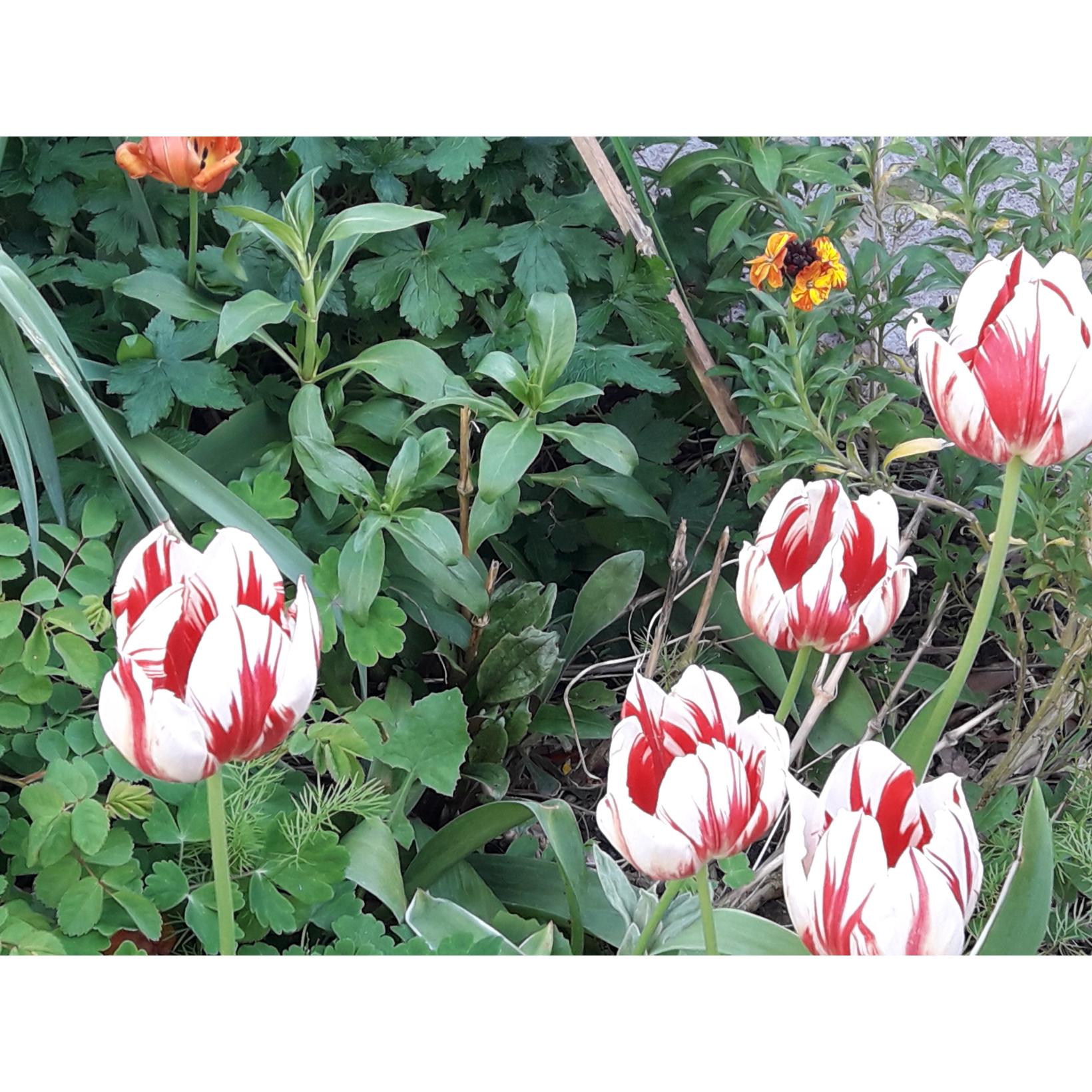 Tulipe Triomphe Happy Generation - Bulbe - Des fleurs blanches et rouge ...