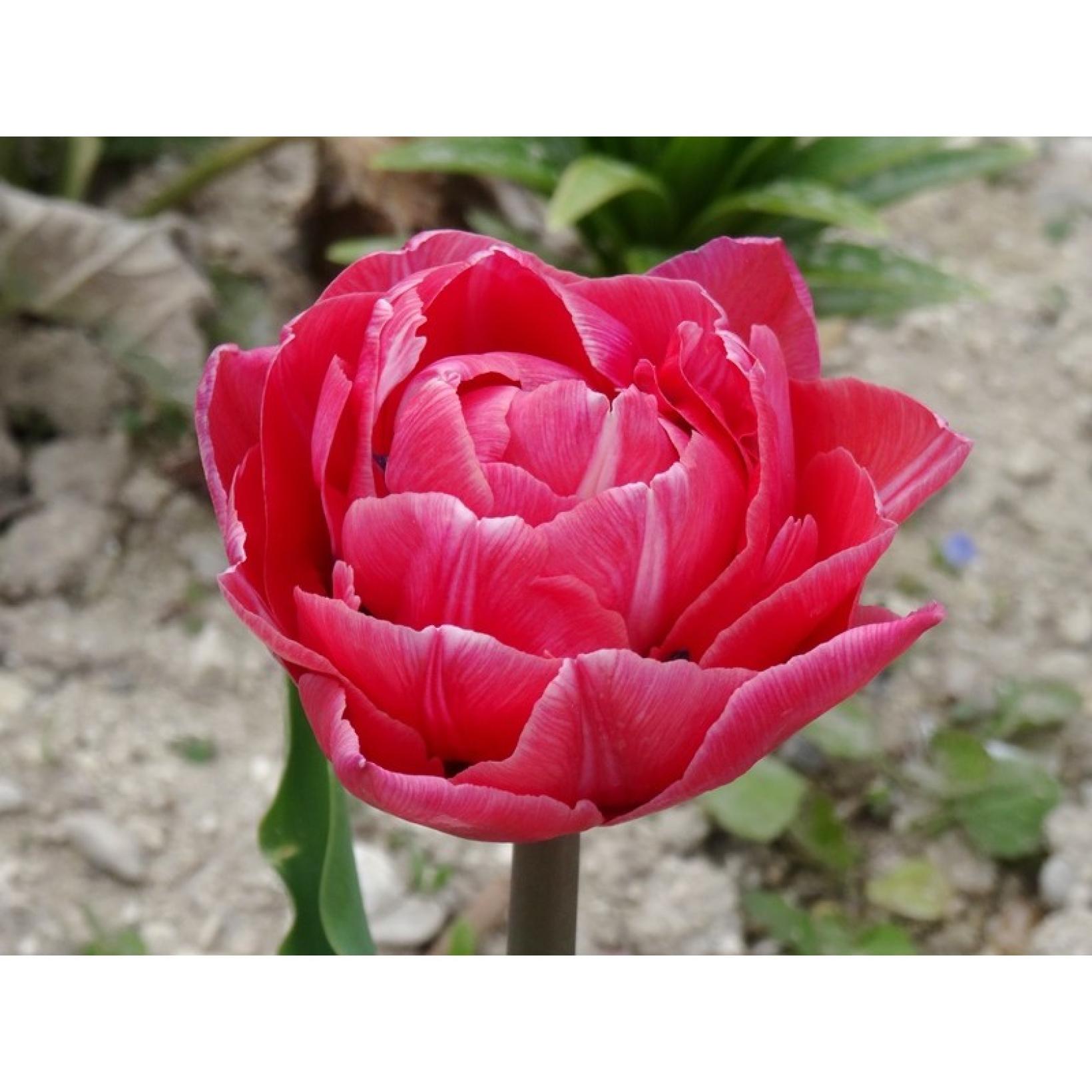 Tulipe double hâtive Aveyron - Bulbe - De magnifiques fleurs doubles de ...