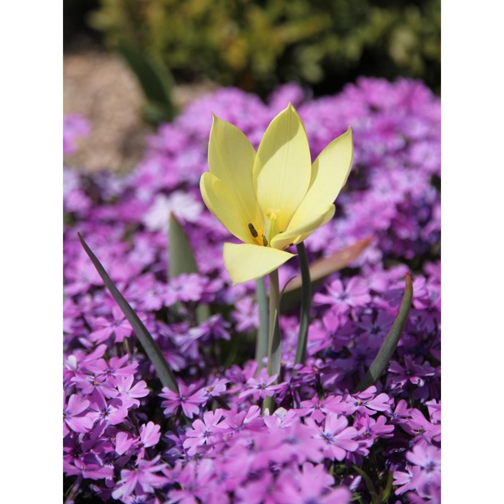 Tulipe botanique clusiana Honky Tonk - Bulbe - Variété à fleurs jaune ...