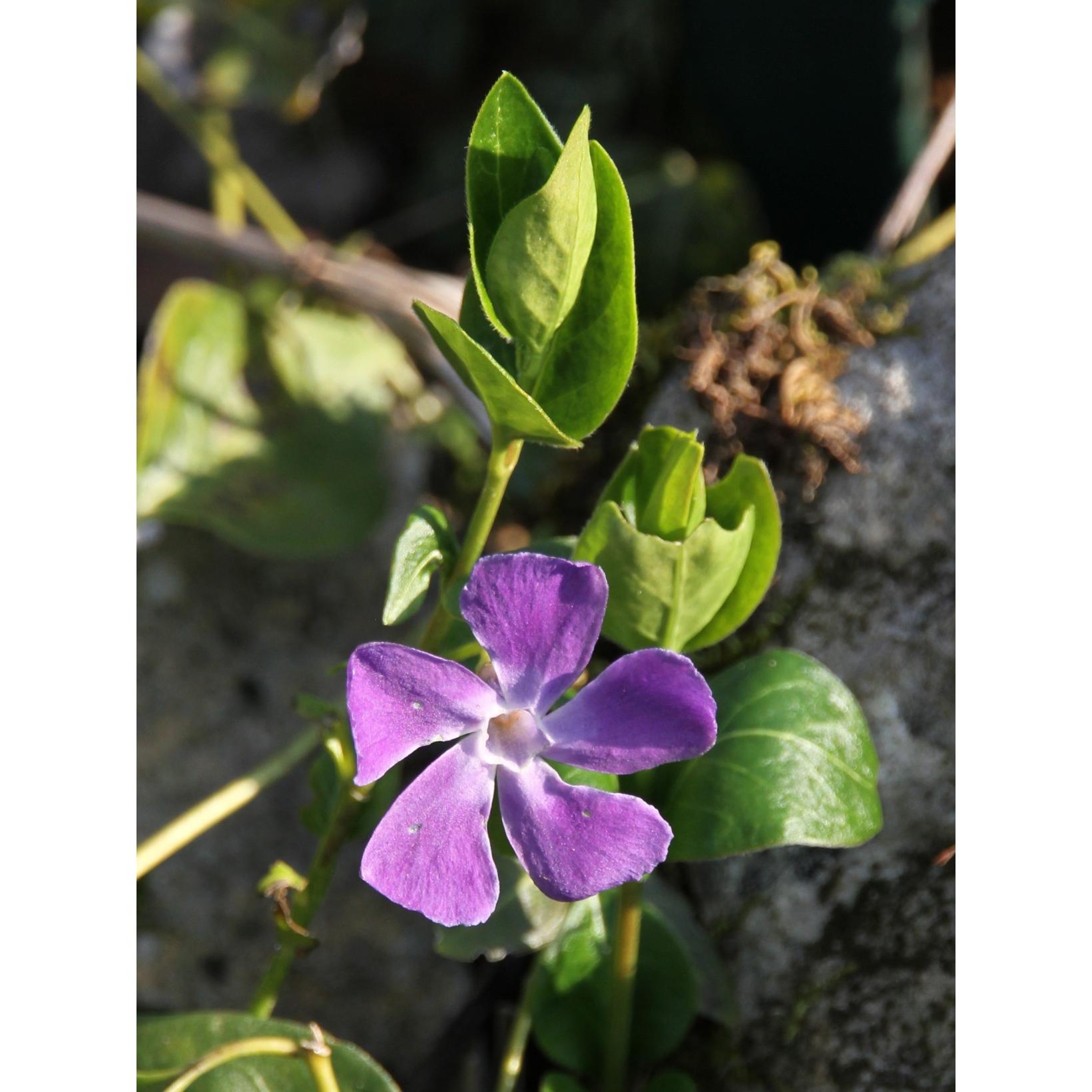 Vinca major - Grande Pervenche couvre-sol vigoureuse au feuillage ...
