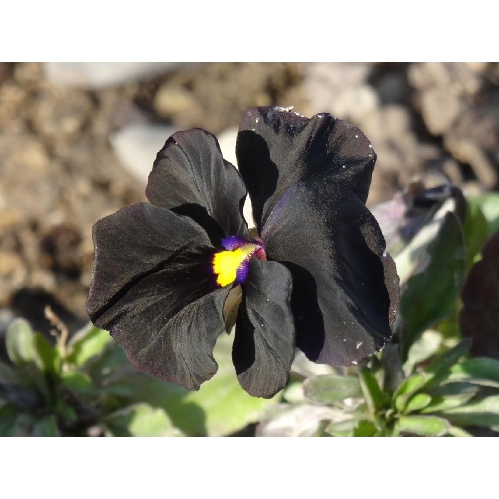 Viola Cornuta Martin - Violette cornue à fleurs noires