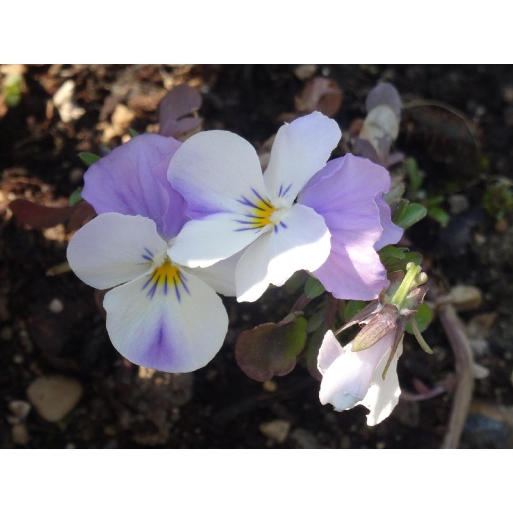 Viola cornuta Sorbet XP Pink Wing - Violette cornue à fleurs bicolores ...