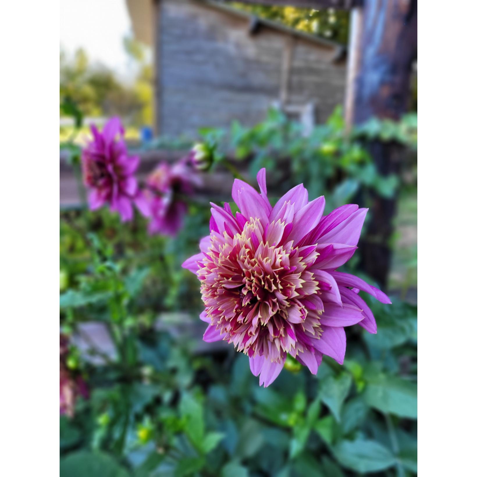 Dahlia Anémone Mambo - Un magnifique dahlia anémone rose soutenu au ...