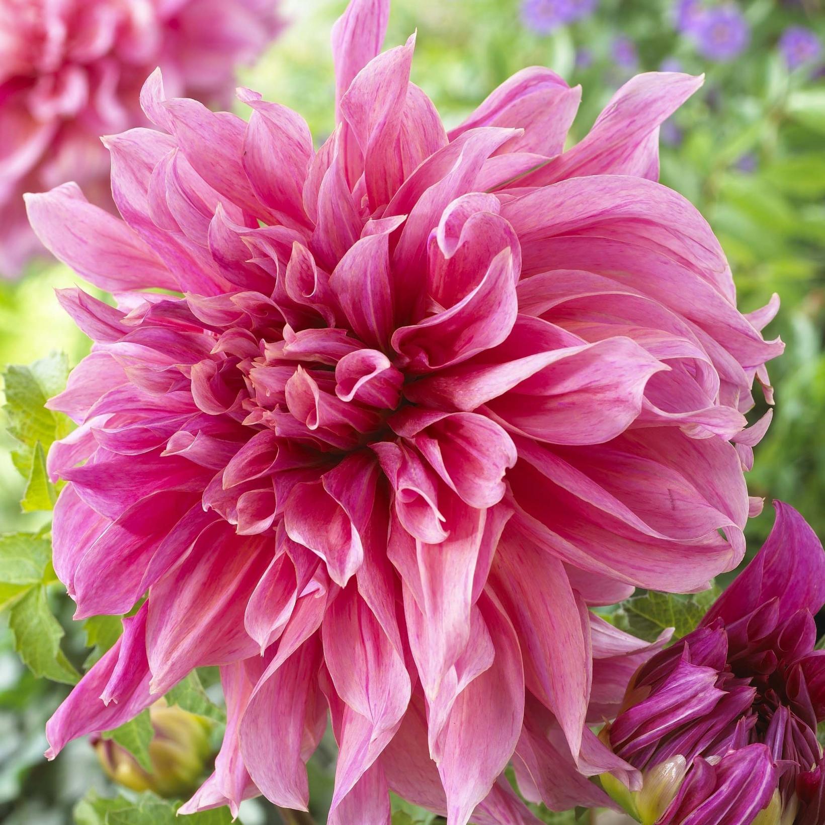 Dahlia géant Maki. Nouvelle variété de dahlia géant aux énormes fleurs ...