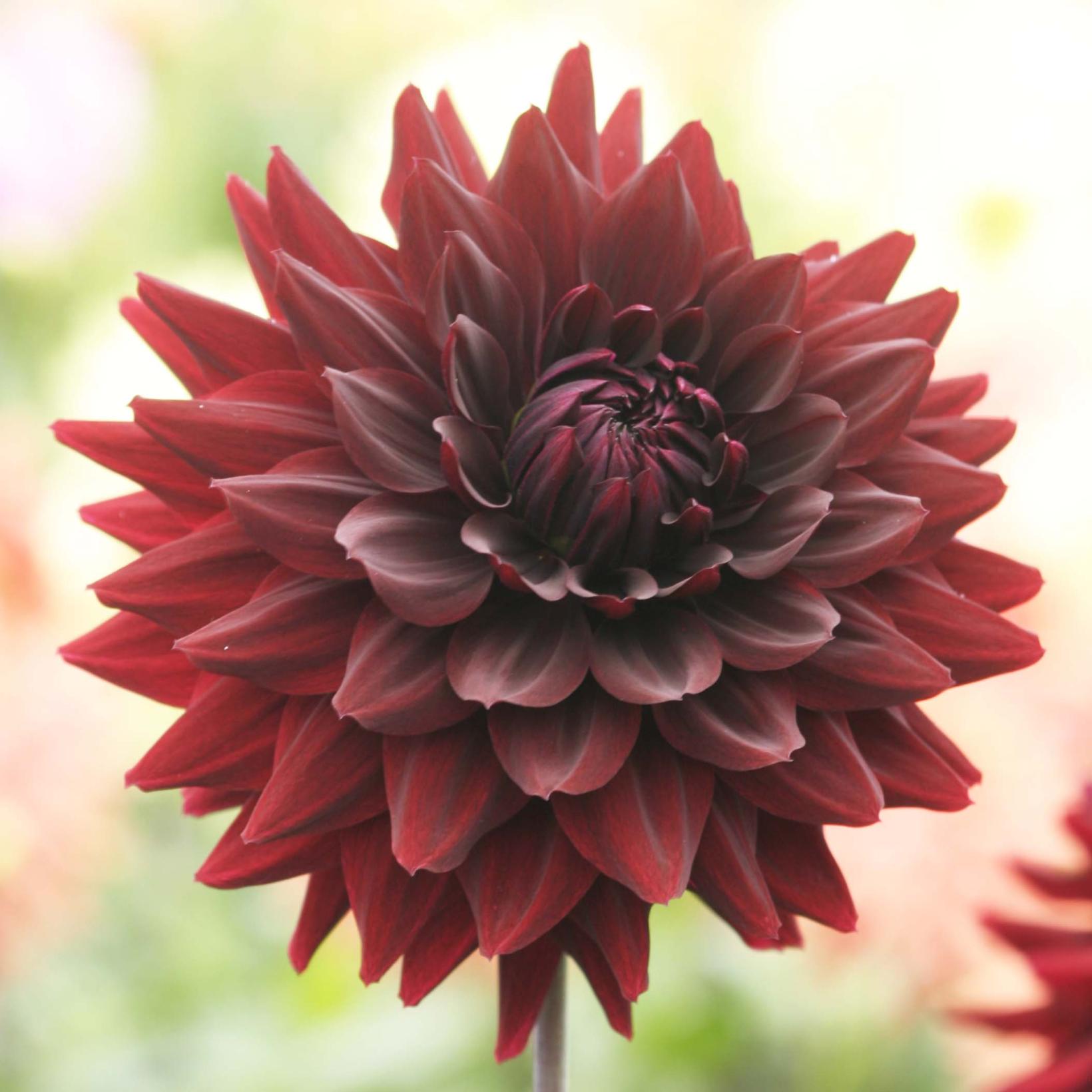 Le Dahlia Sam Hopkins, un dahlia décoratif aux fleurs rouge foncé