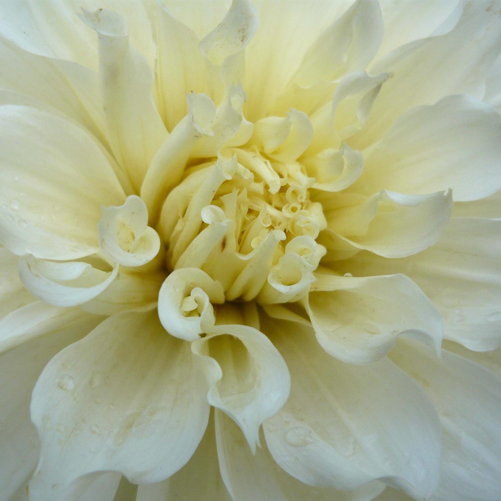 Dahlia White Perfection - Dahlia Groupe décoratifs Géant - Des fleurs ...