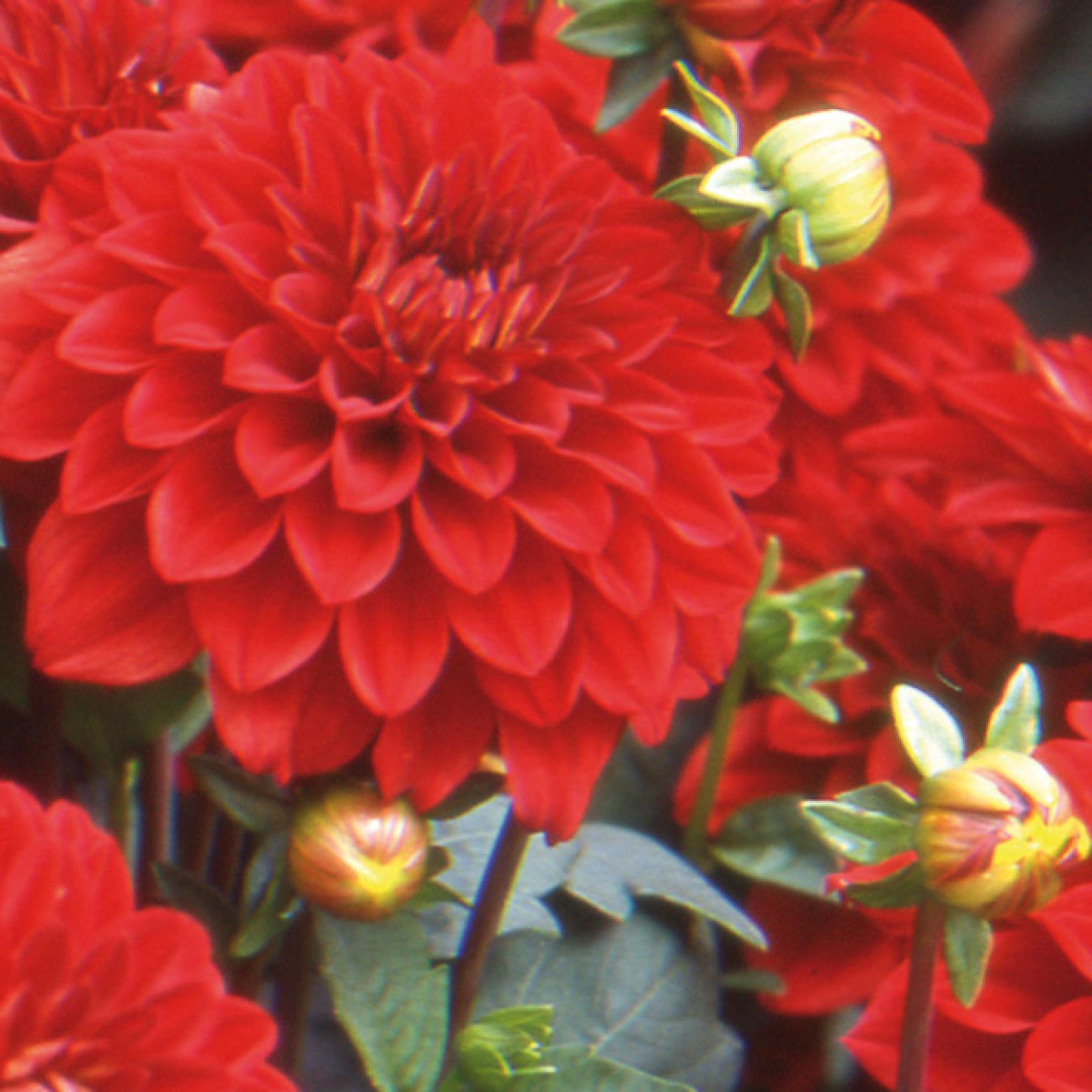 Le Dahlia Gallery Singer, des fleurs d'un joli rouge vif.