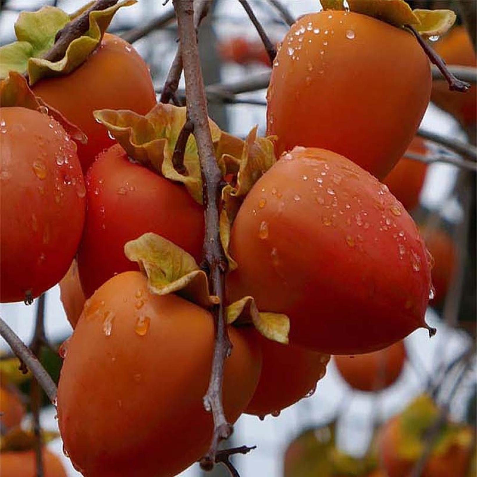 Diospyros kaki Sharon (Triumph) - Plaqueminier - Kaki à chair très sucrée