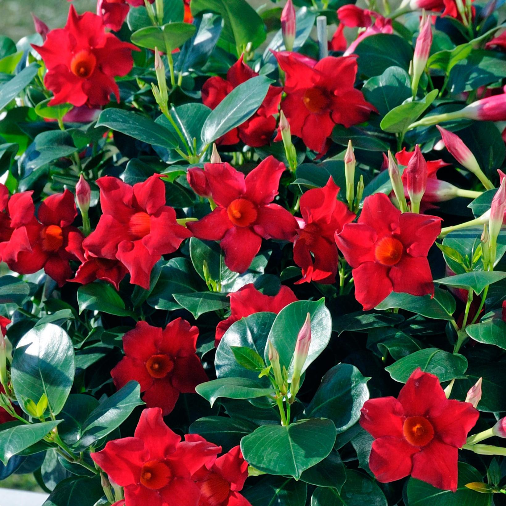 Dipladénia Diamantina Jade Scarlet - Mandevilla grimpant demi-nain aux ...