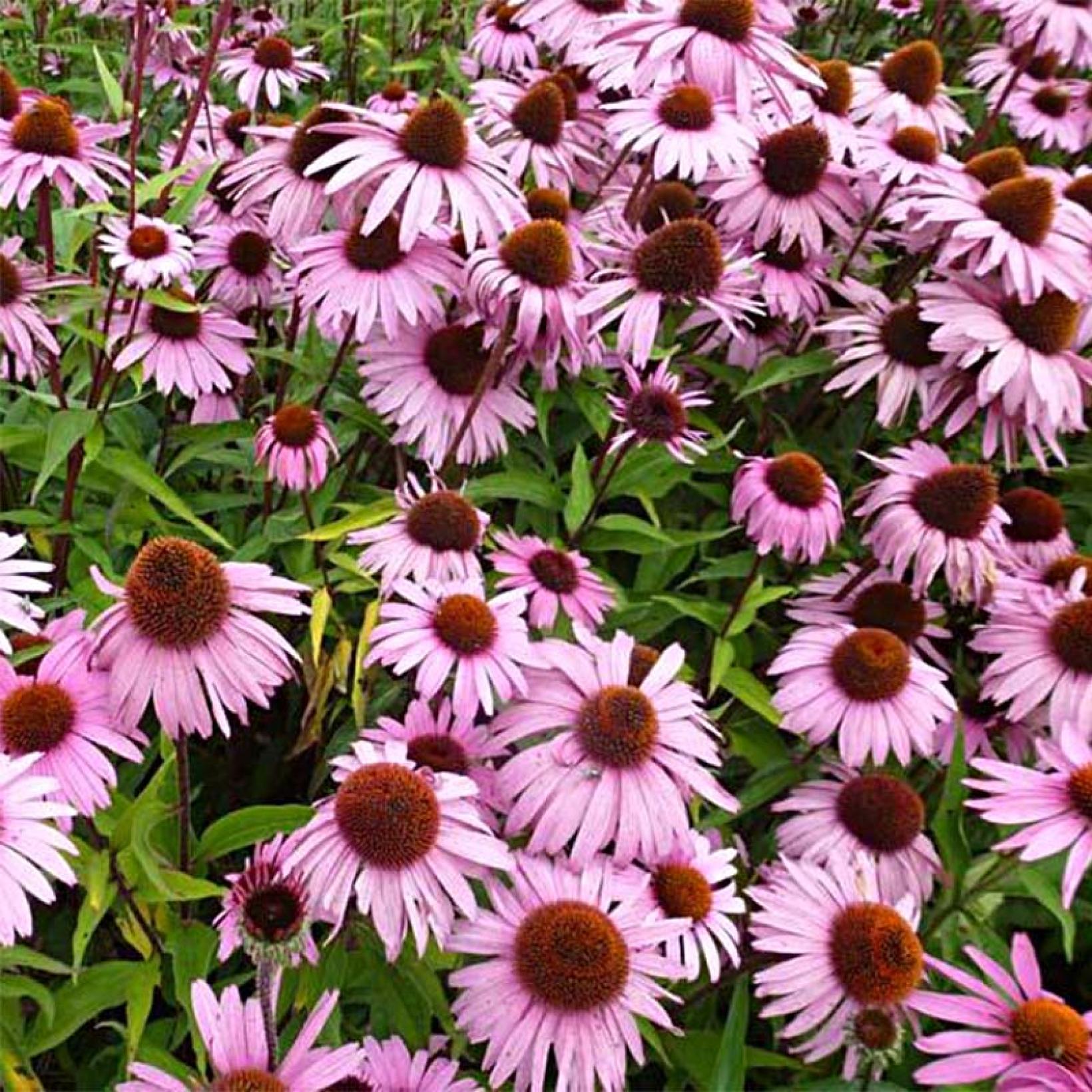 Echinacea purpurea Augustkönigin - Rudbeckia pourpre aux fleurs rose clair