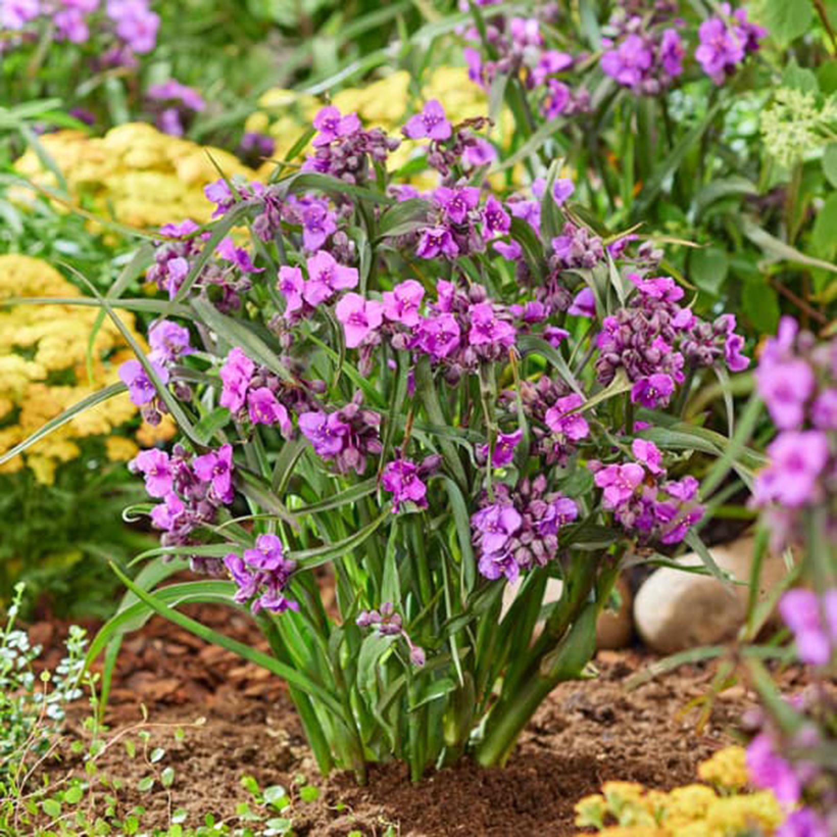 Tradescantia andersoniana JS Brainstorm - Éphémère de Virginie à fleurs ...