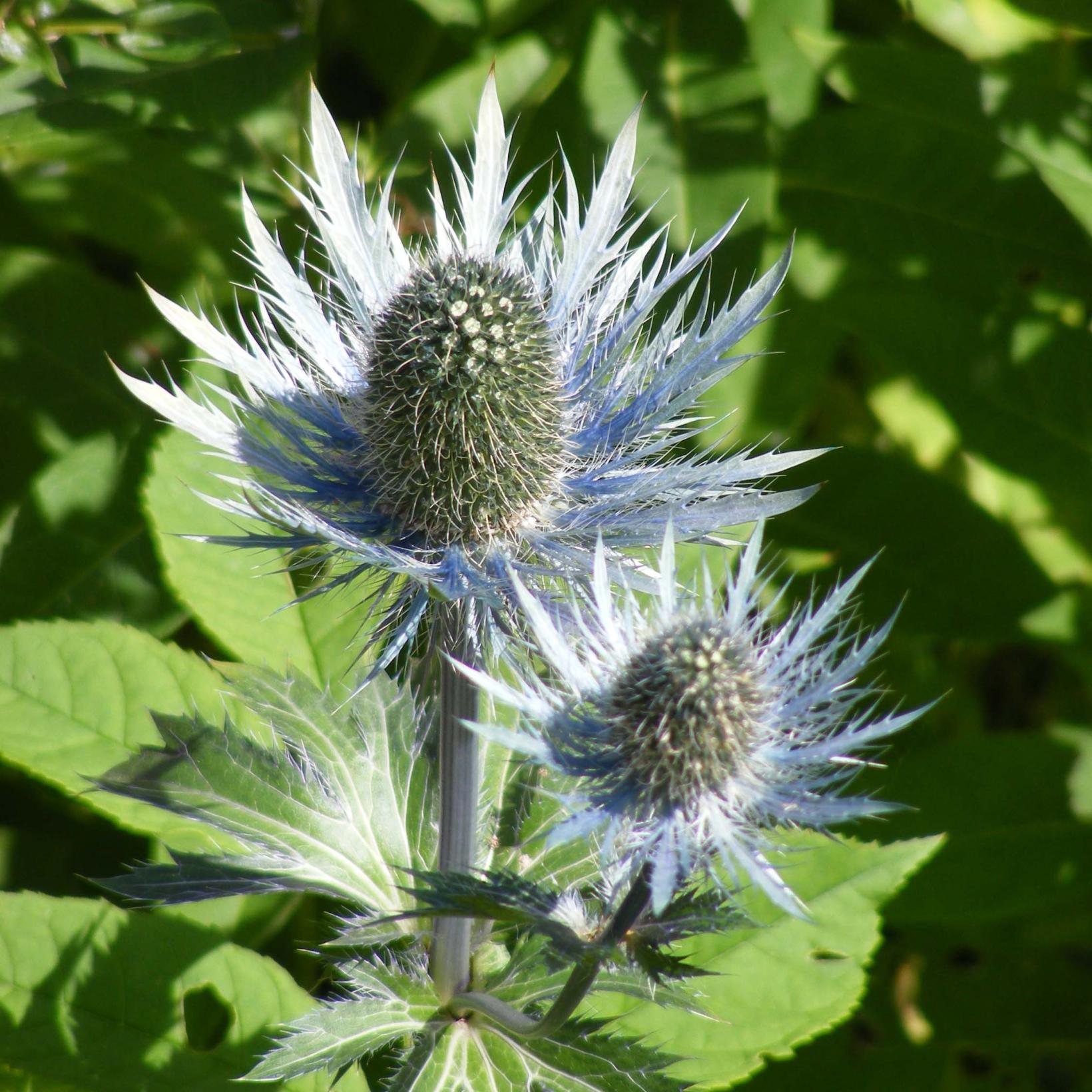 Eryngium alpinum Blue Star - Chardon bleu des Alpes