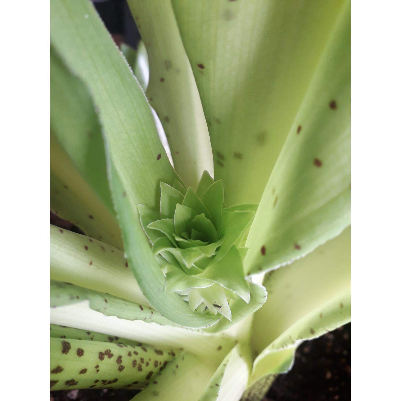 Eucomis bicolor - Eucomide - Fleur-ananas- Bulbeuse originale à fleurs ...