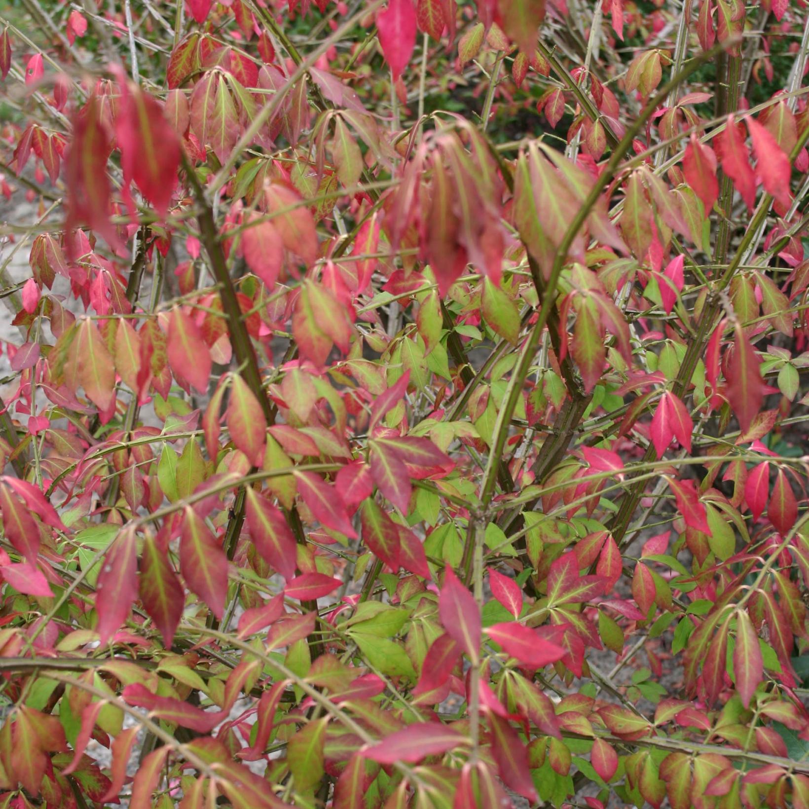 Euonymus alatus - Fusain ailé - Bel arbuste à feuillage rouge en automne
