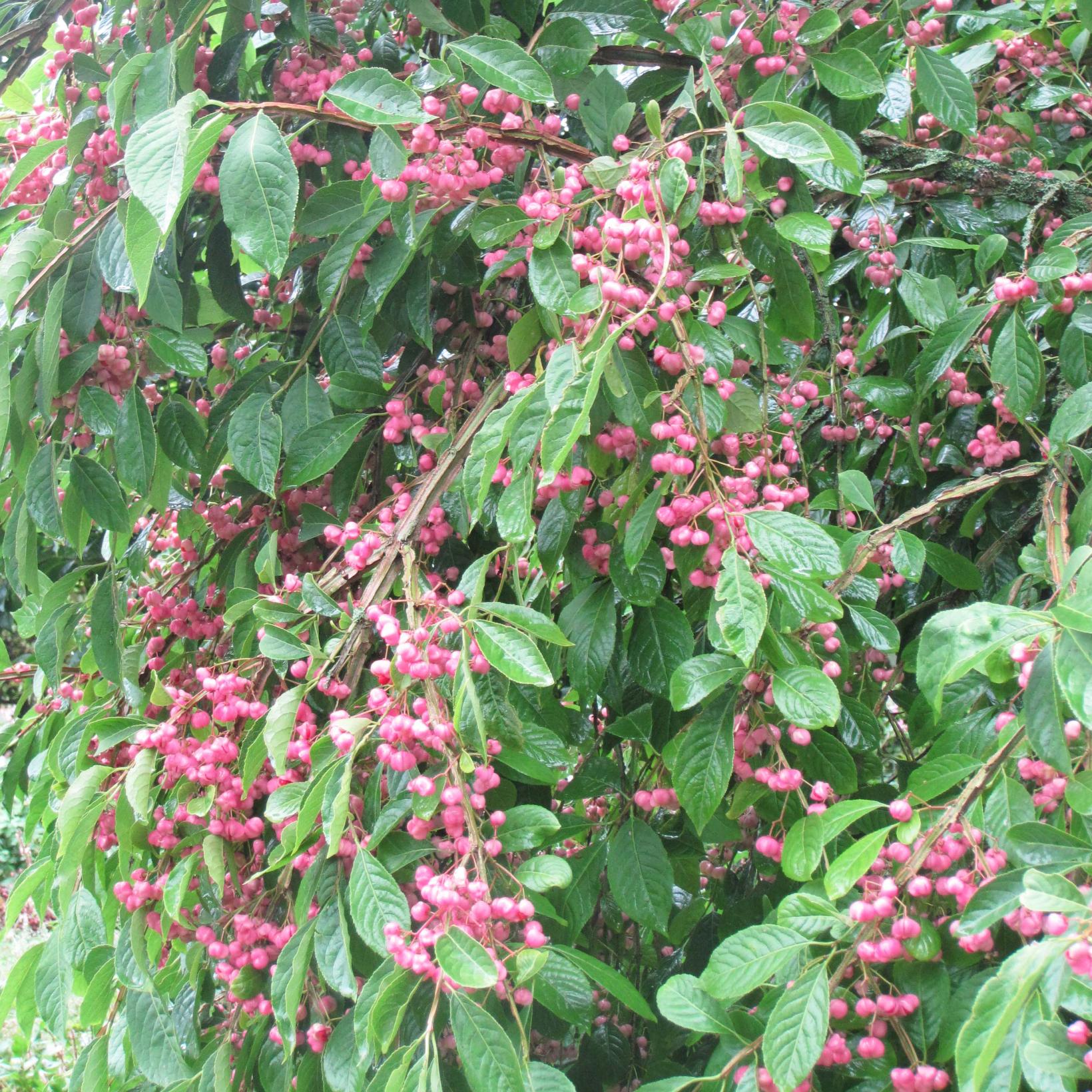 Euonymus phellomanus - Fusain de Chine à belle fructification rose