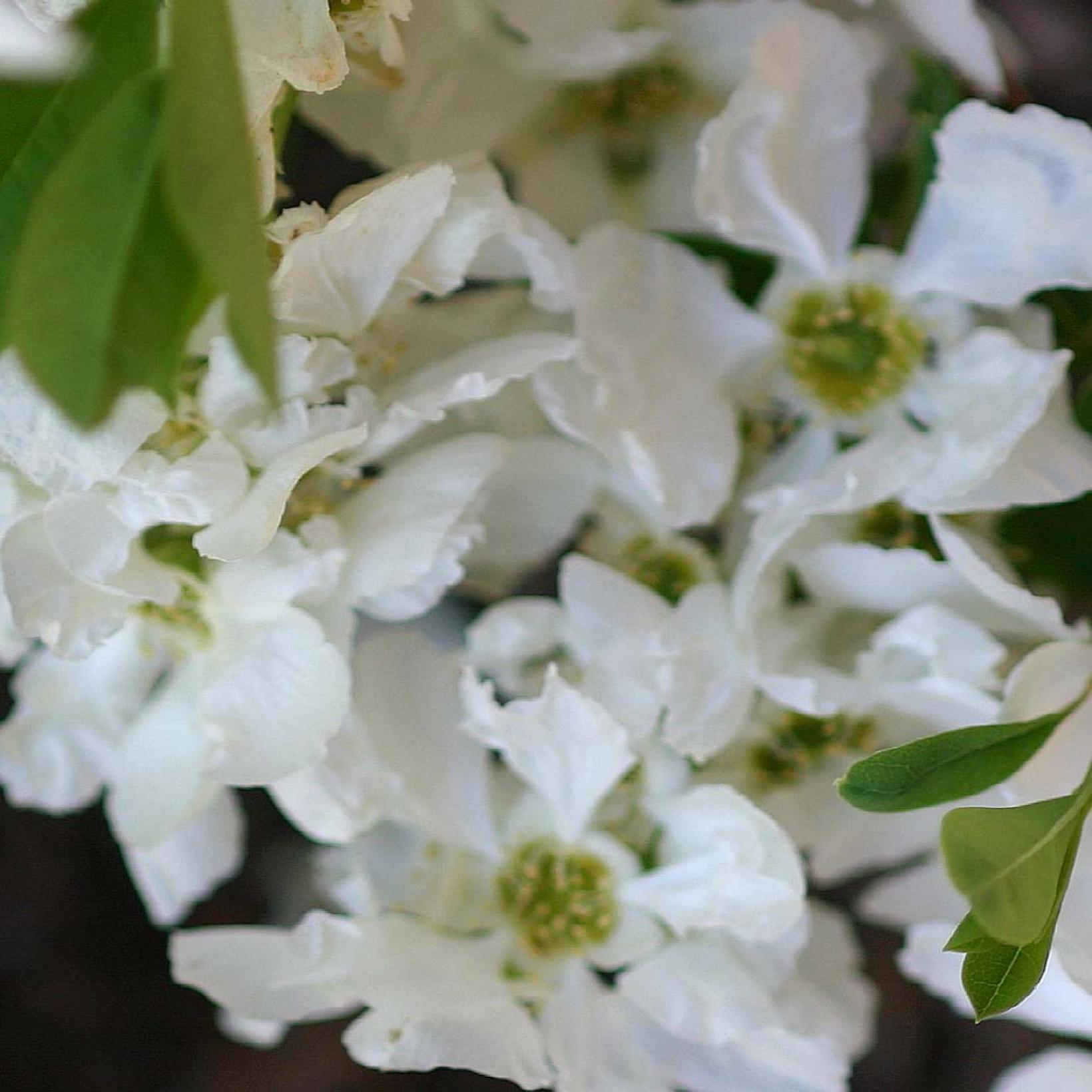 Exochorda x macrantha The Bride – Bel arbuste pleureur à fleurs blanches