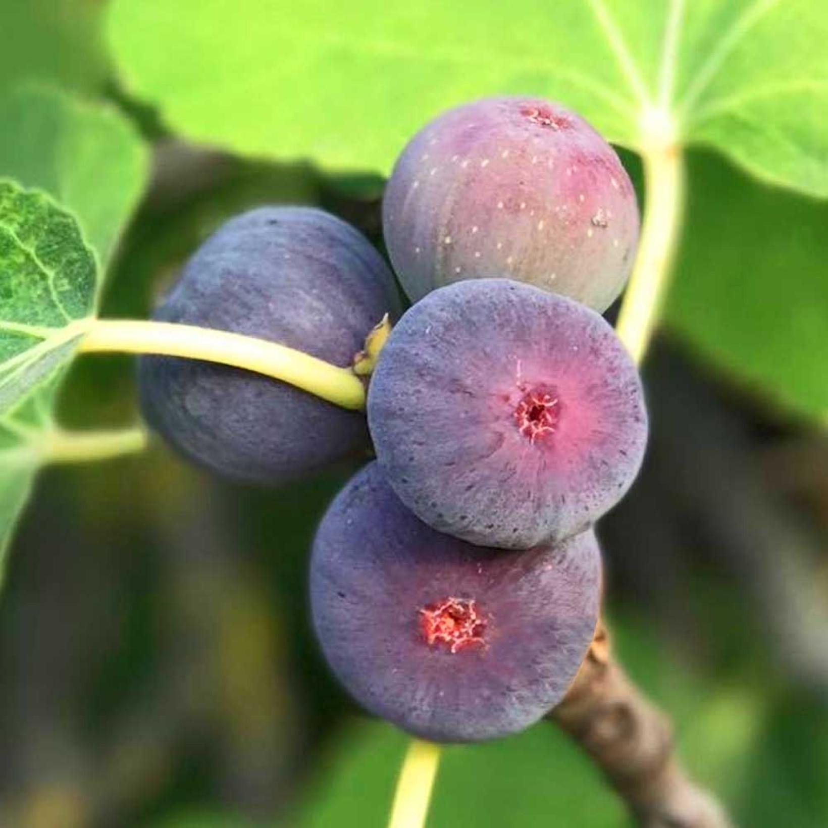 Figuier nain Figality - Ficus carica à fruits violet foncé, adapté aux ...