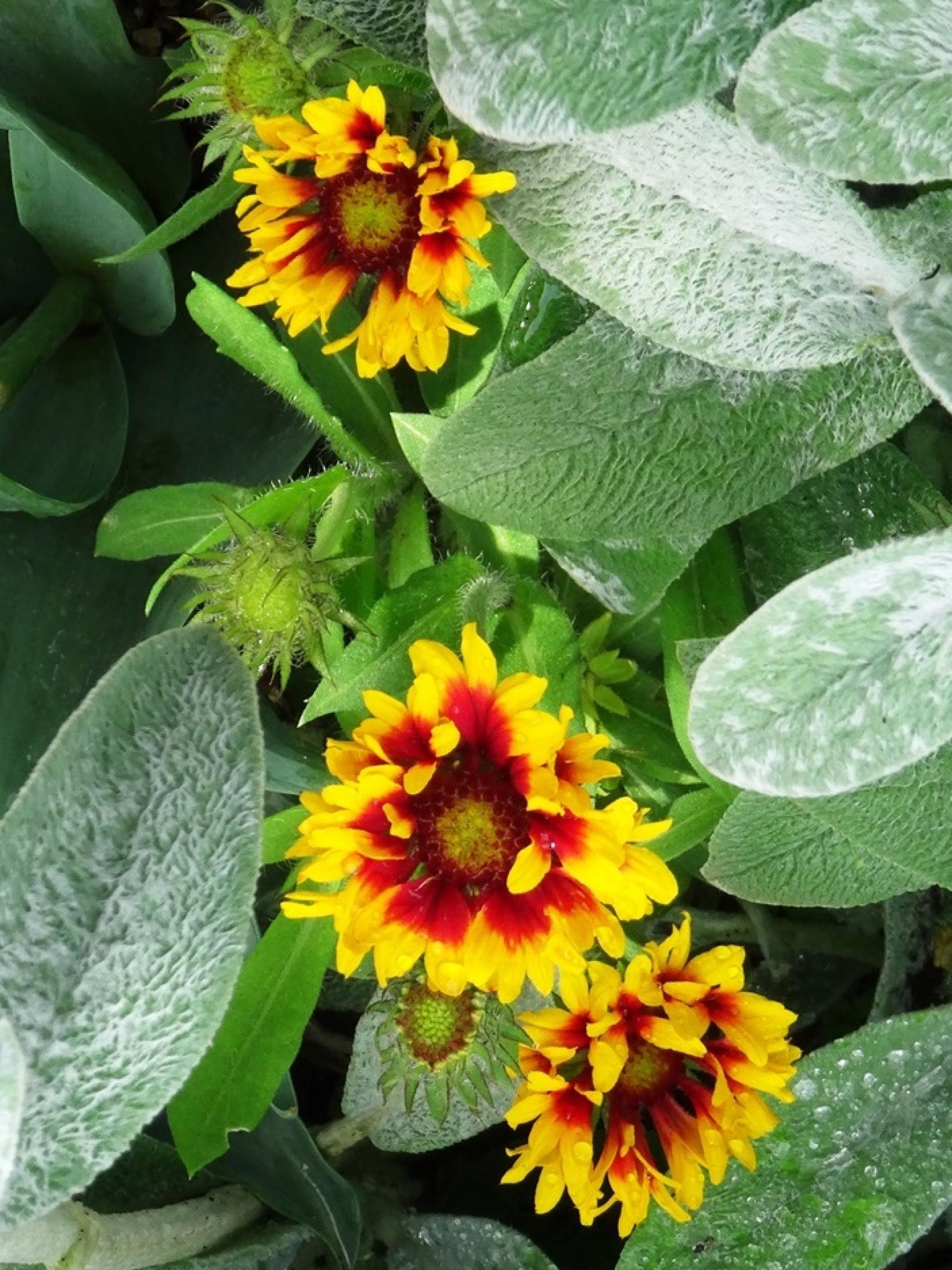 Gaillardia Aristata Arizona Sun - Gaillarde - Vivace naine aux fleurs ...