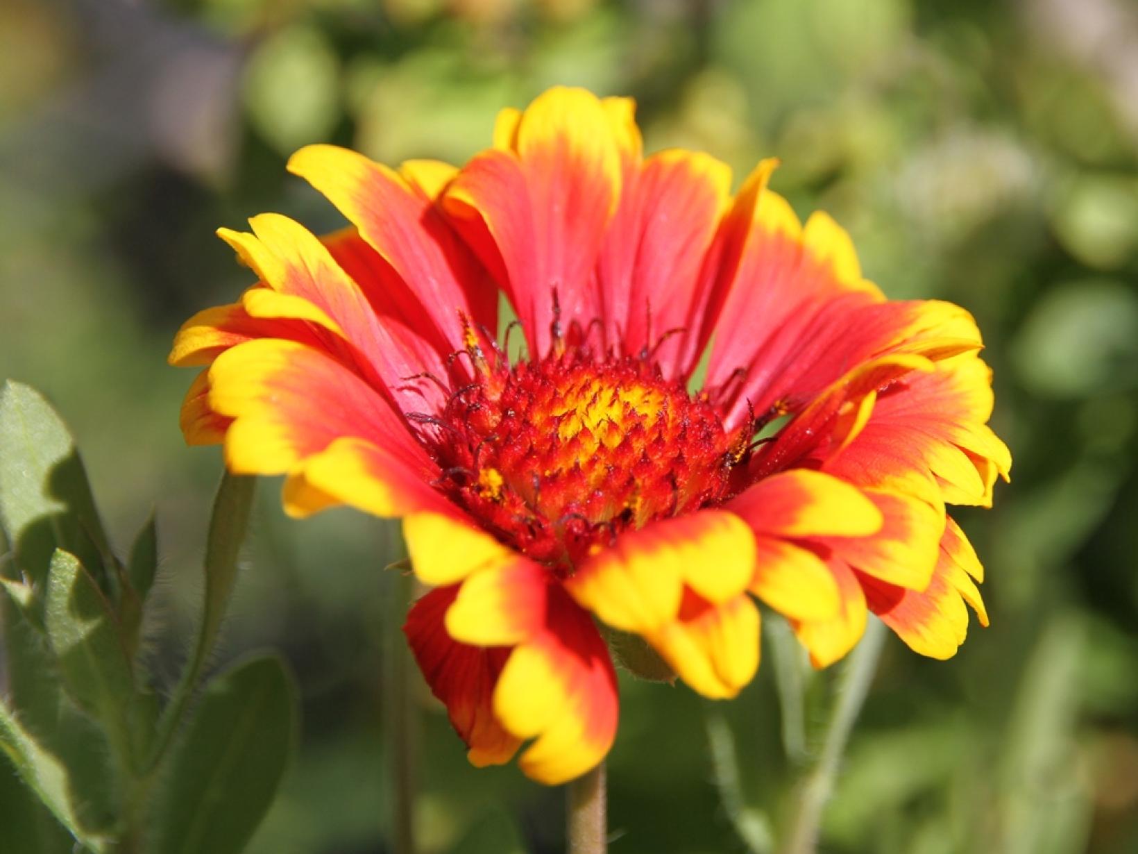 Gaillarde Kobold - Gaillardia (x) grandiflora - Vivace compacte à ...