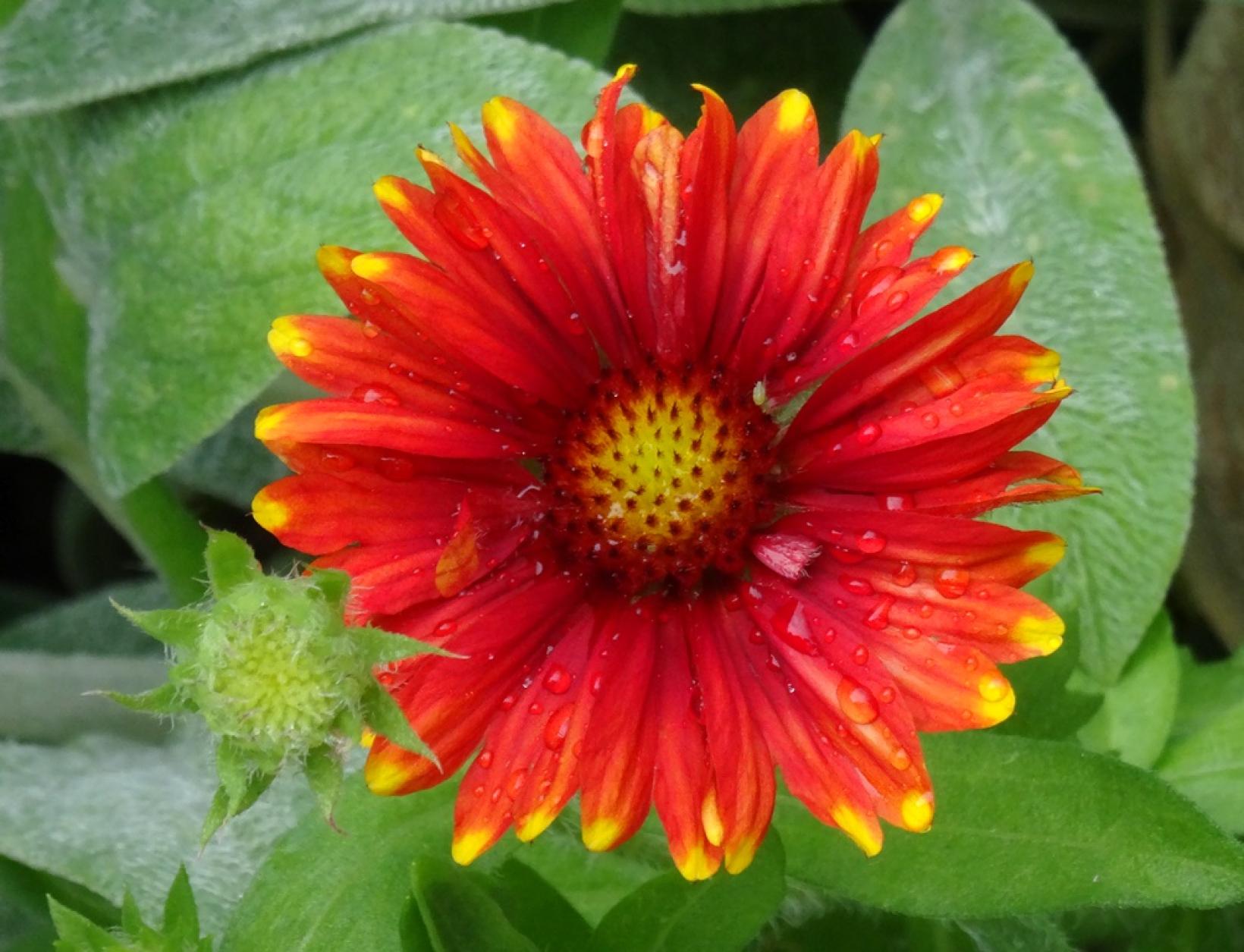 Gaillardia grandiflora Arizona Red Shades - Gaillarde - variété naine d ...