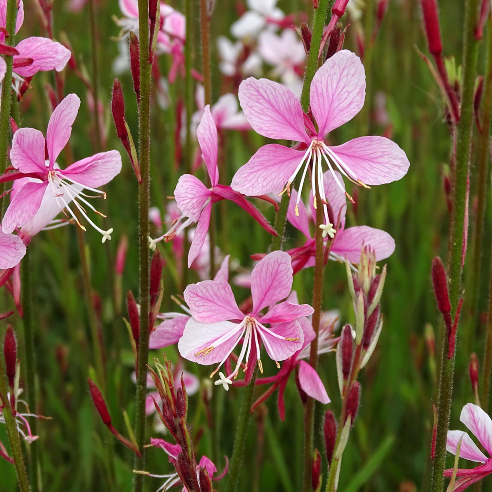 Gaura lindheimeri Siskiyou pink – Une vivace facile, à délicates fleurs ...