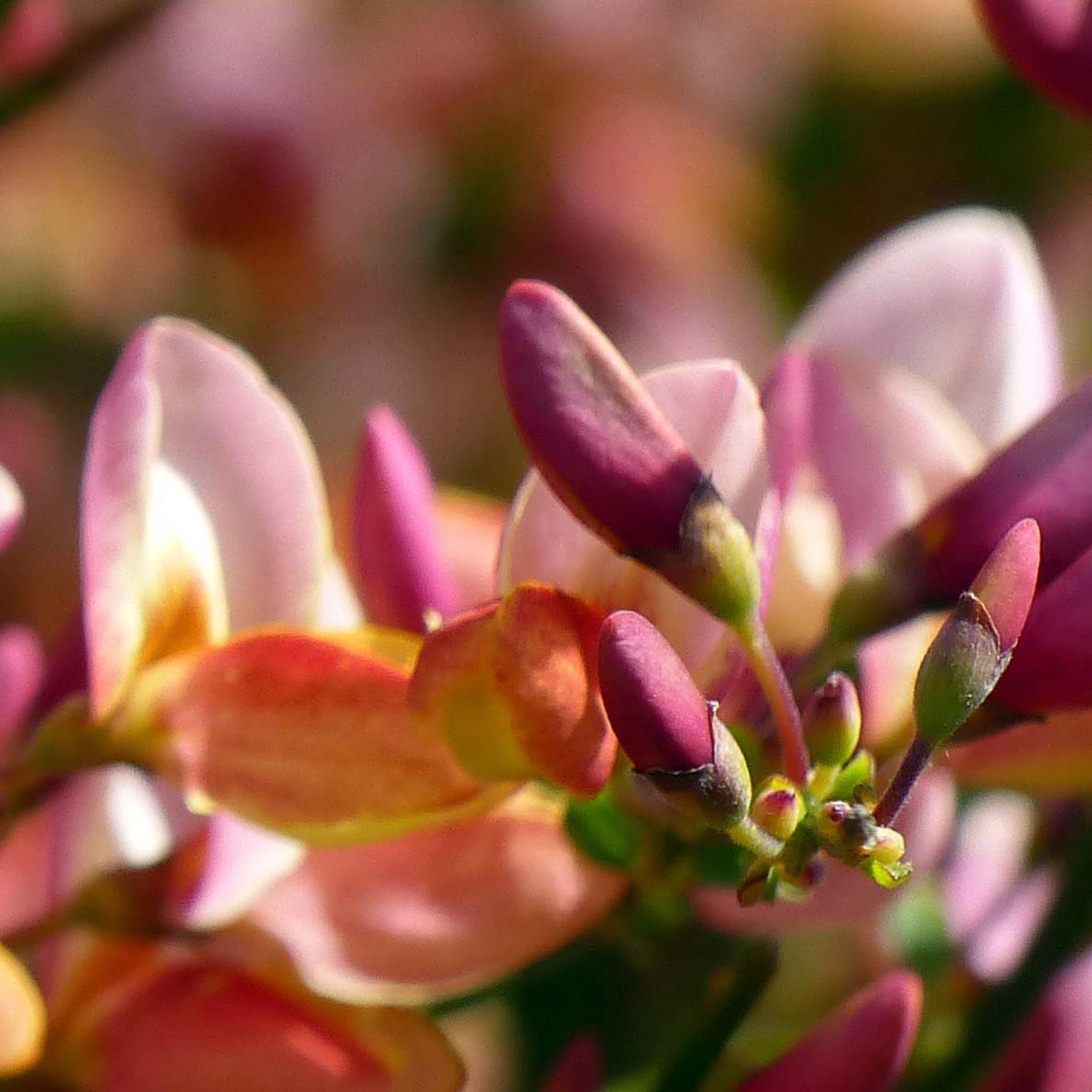 Cytisus procumbens Zeelandia - Genêt à balais à fleurs lilas et crème
