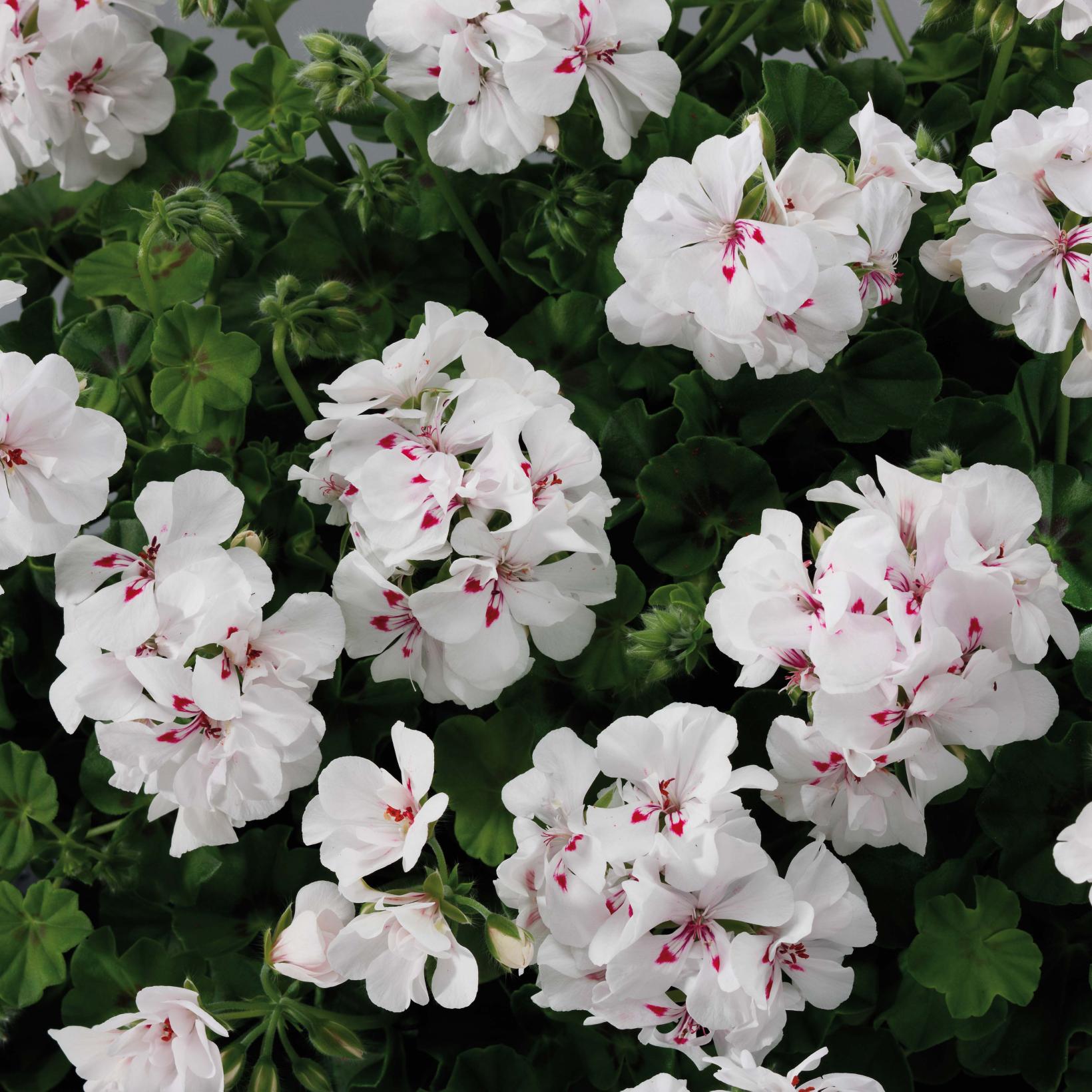 Géranium lierre BIG 5 White - Pelargonium peltatum vigoureux, à fleurs ...