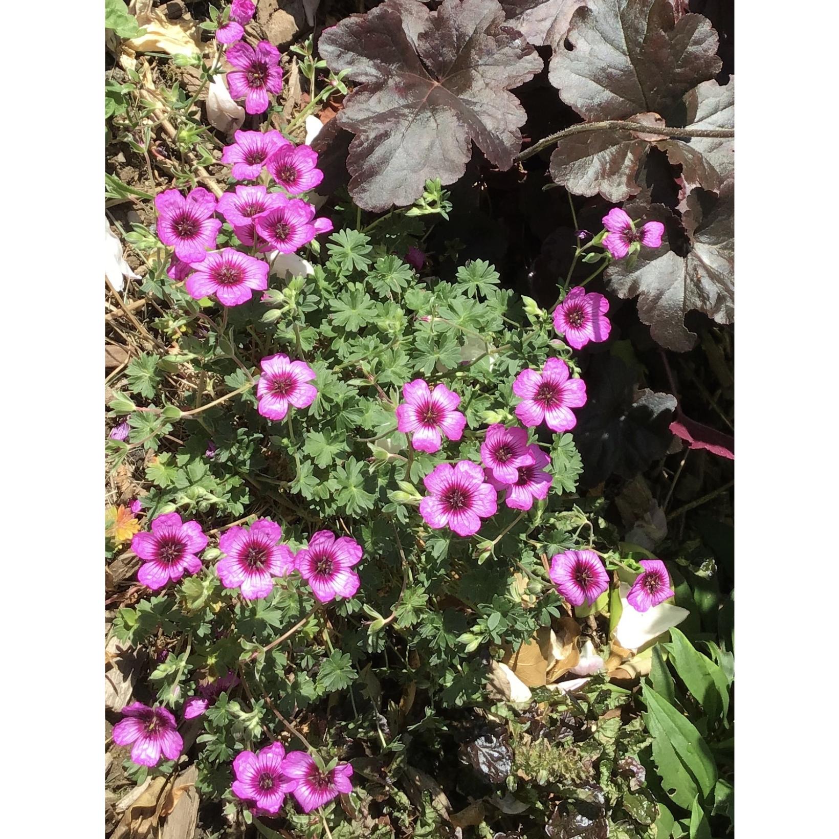Geranium vivace cinereum Jolly Jewel Night - Des fleurs rose foncé