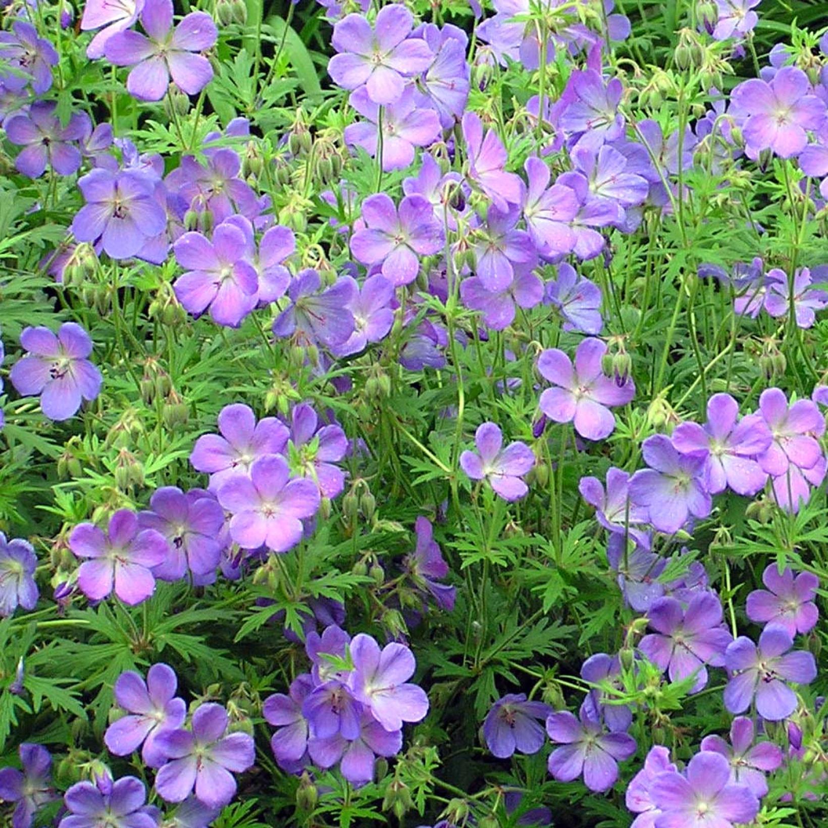 Vivace Petites Fleurs Bleues Couvre Sol