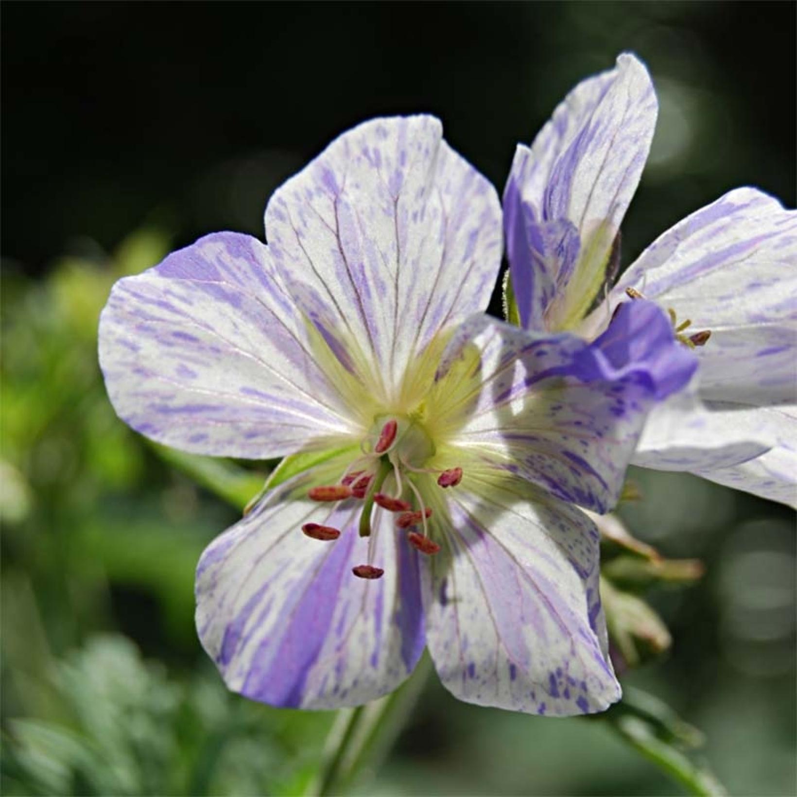 Geranium vivace pratense Splish Splah - Fleurs blanches éclaboussé de mauve
