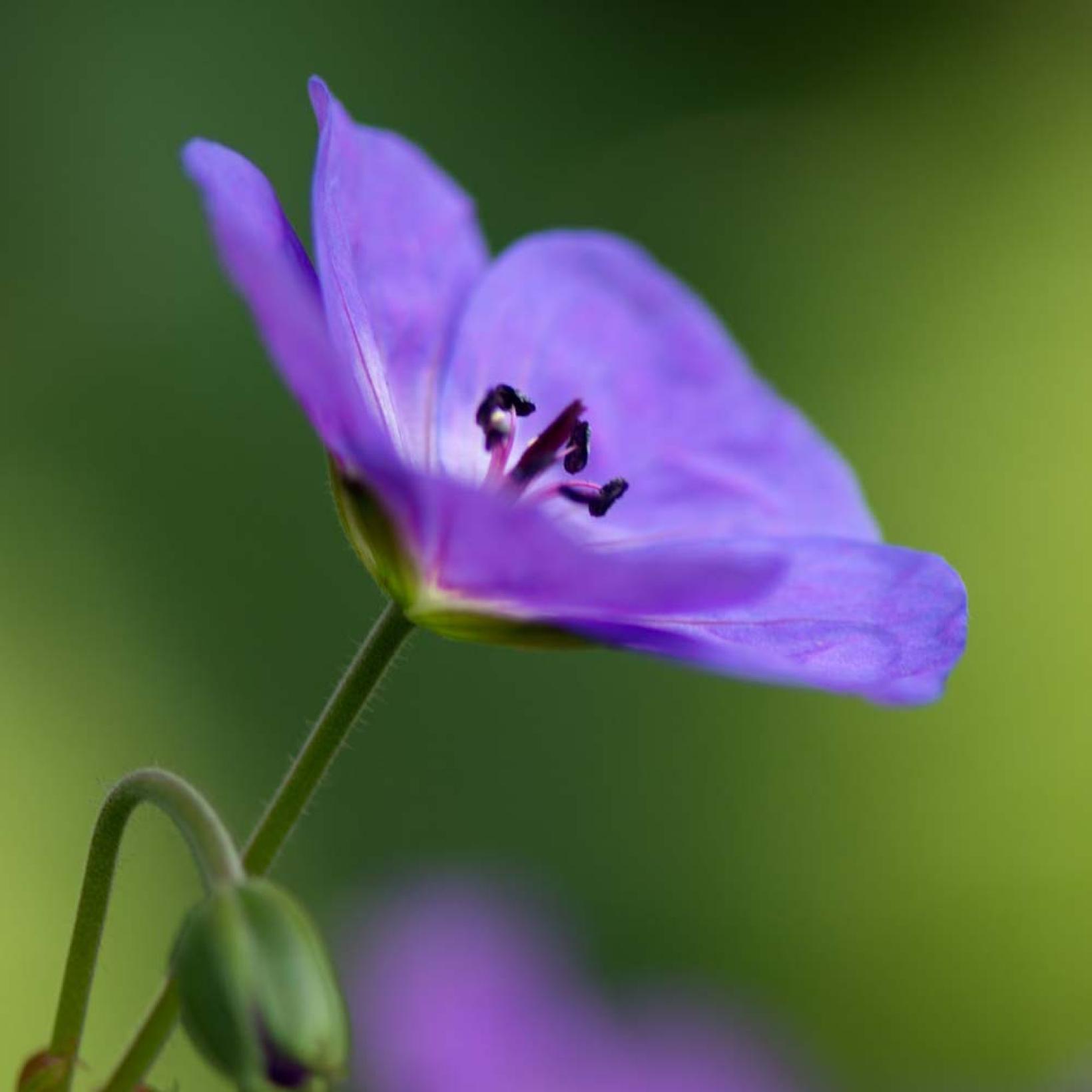 Géranium vivace Rozanne - Des tapis de fleurs bleues à cœur blanc, tout ...