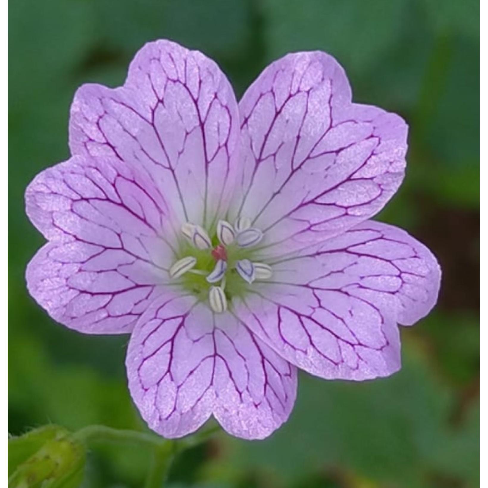 Geranium vesicolor - Géranium vivace à jolies fleurs veinées de rose ...