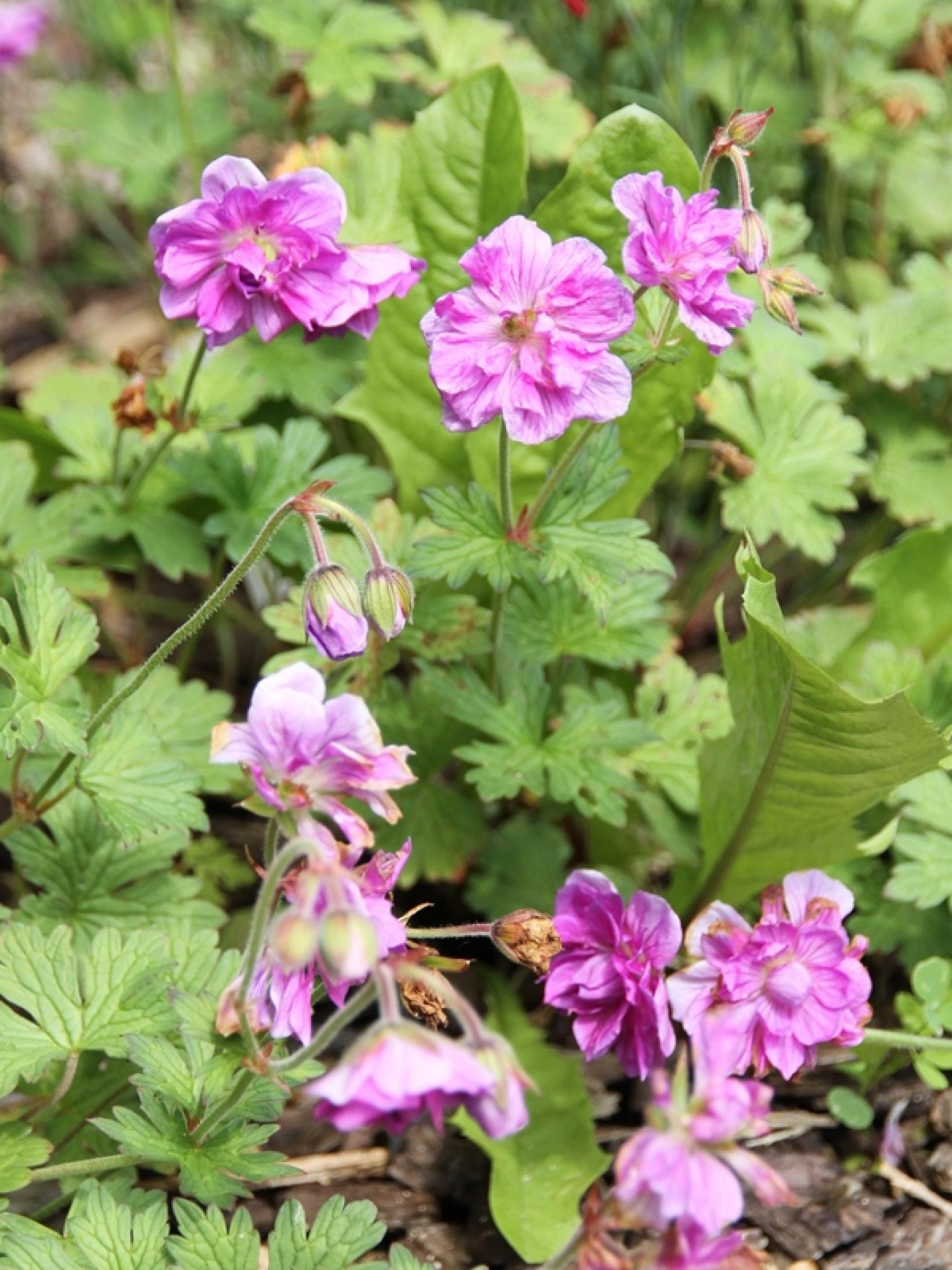 Geranium himalayense Plenum - Birch Double - Géranium vivace à fleurs ...