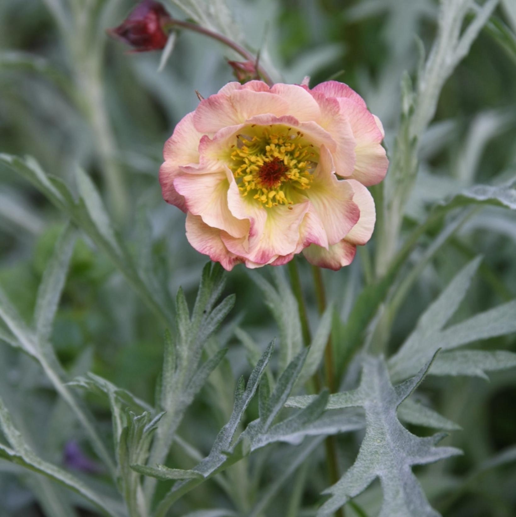 Geum Cosmopolitan - Benoîte blanc pêche